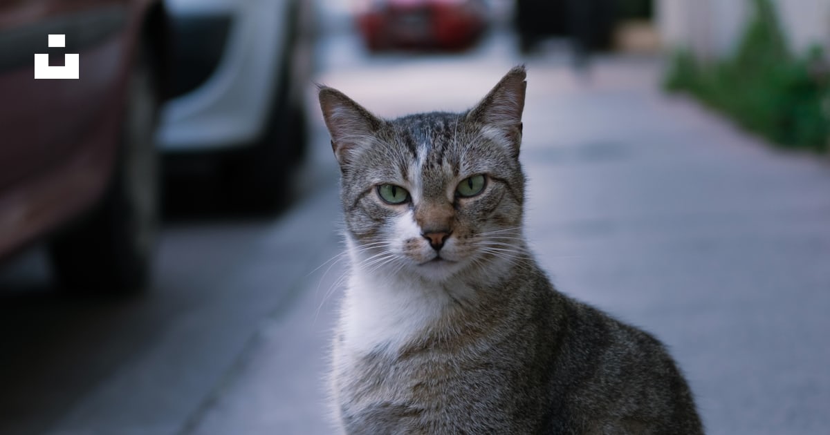 Um Gato Cinza E Branco Sentado Em Uma Calçada Foto Imagem Grátis