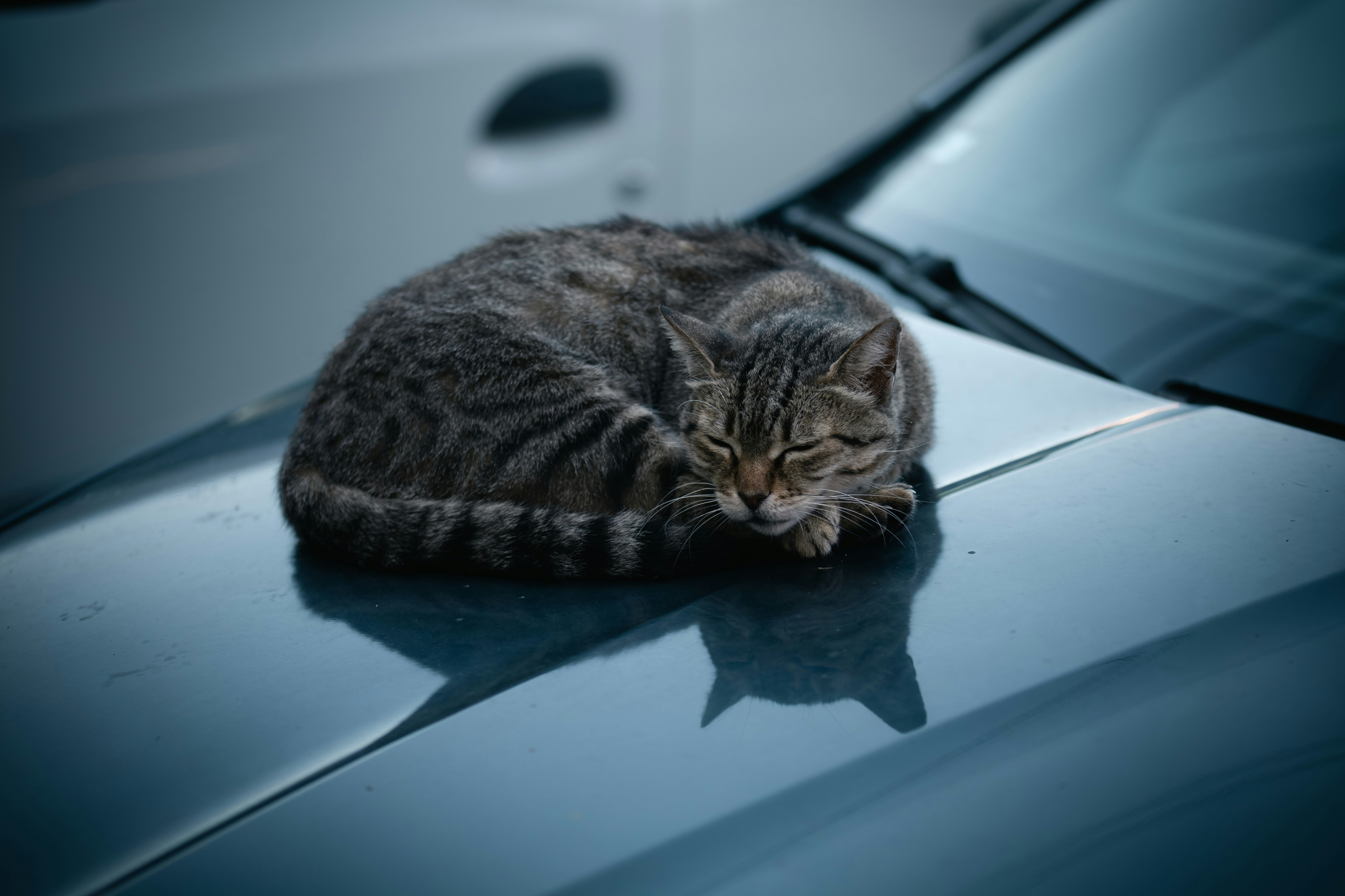 Blue Hood Catnap: A Tabby Dozing on a Glossy Car Surface