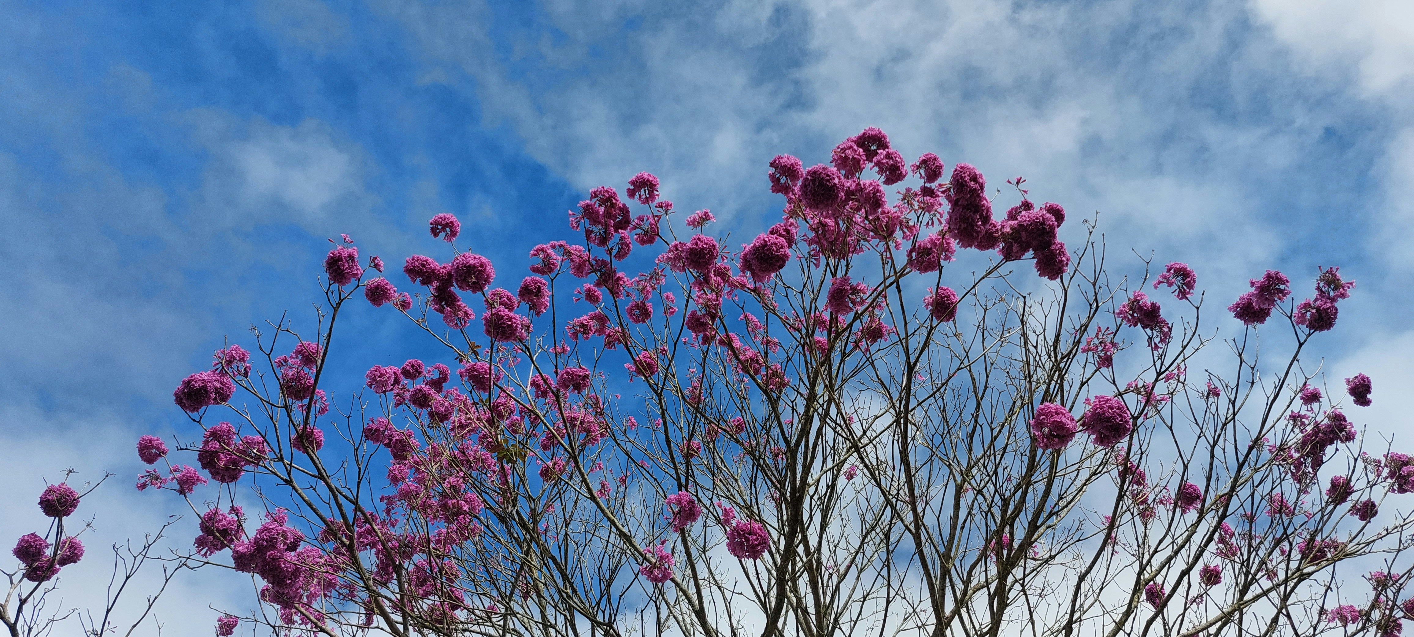 Spring's Whisper Against a Cerulean Sky