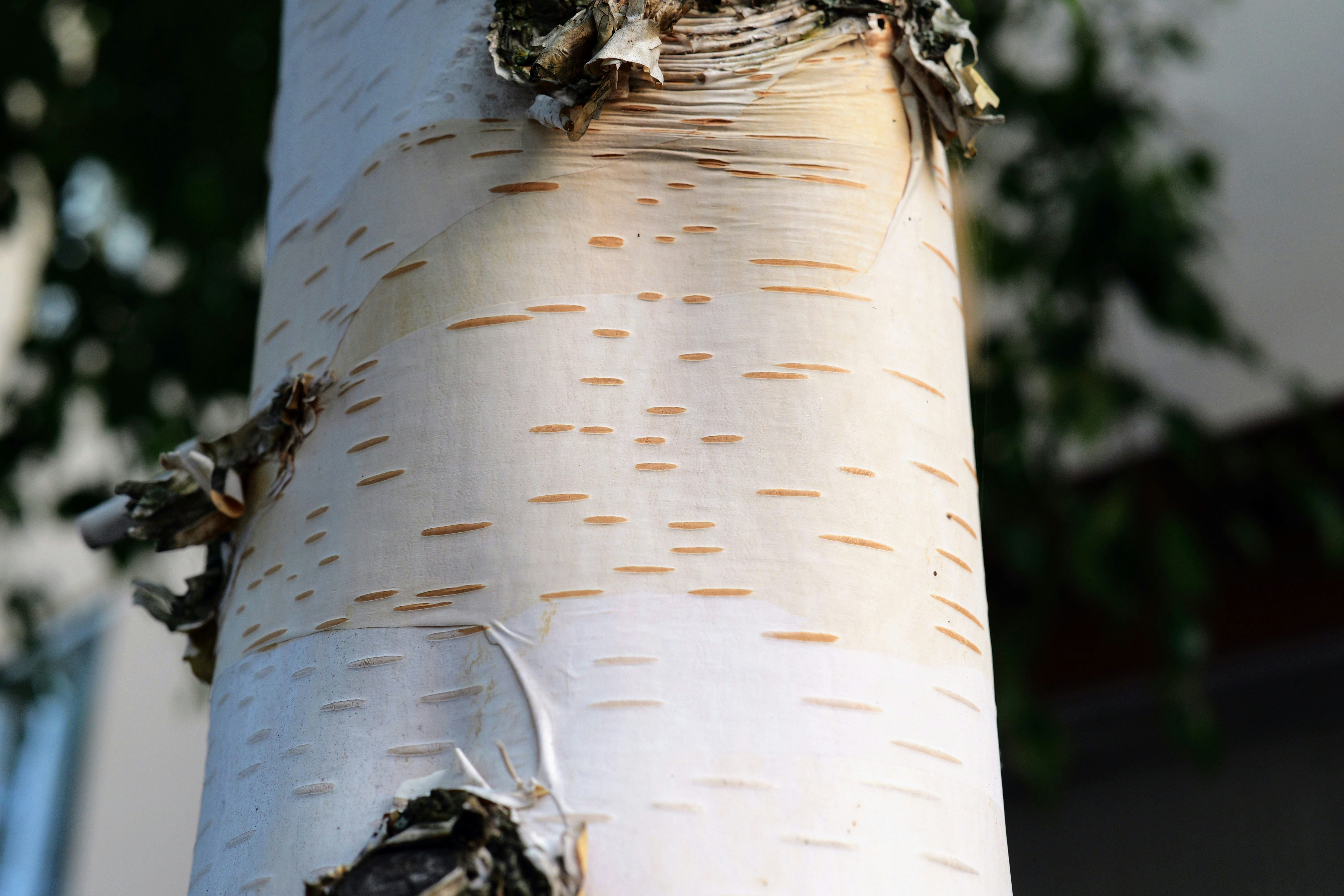 White Bark, Dark Background: Close-Up of a Birch Trunk’s Texture