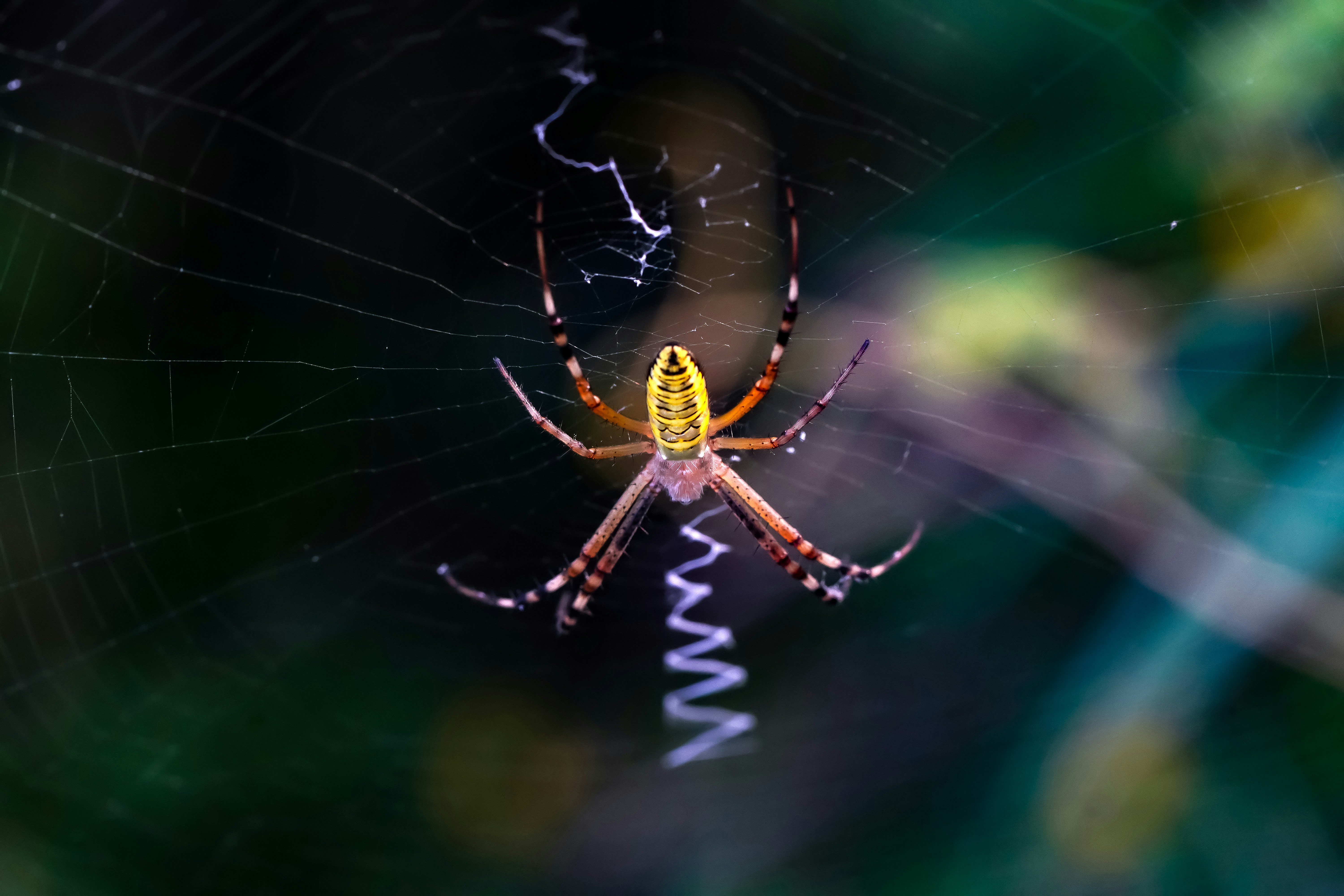 Spider in the Web: Central Glow of a Golden Orb Weaver