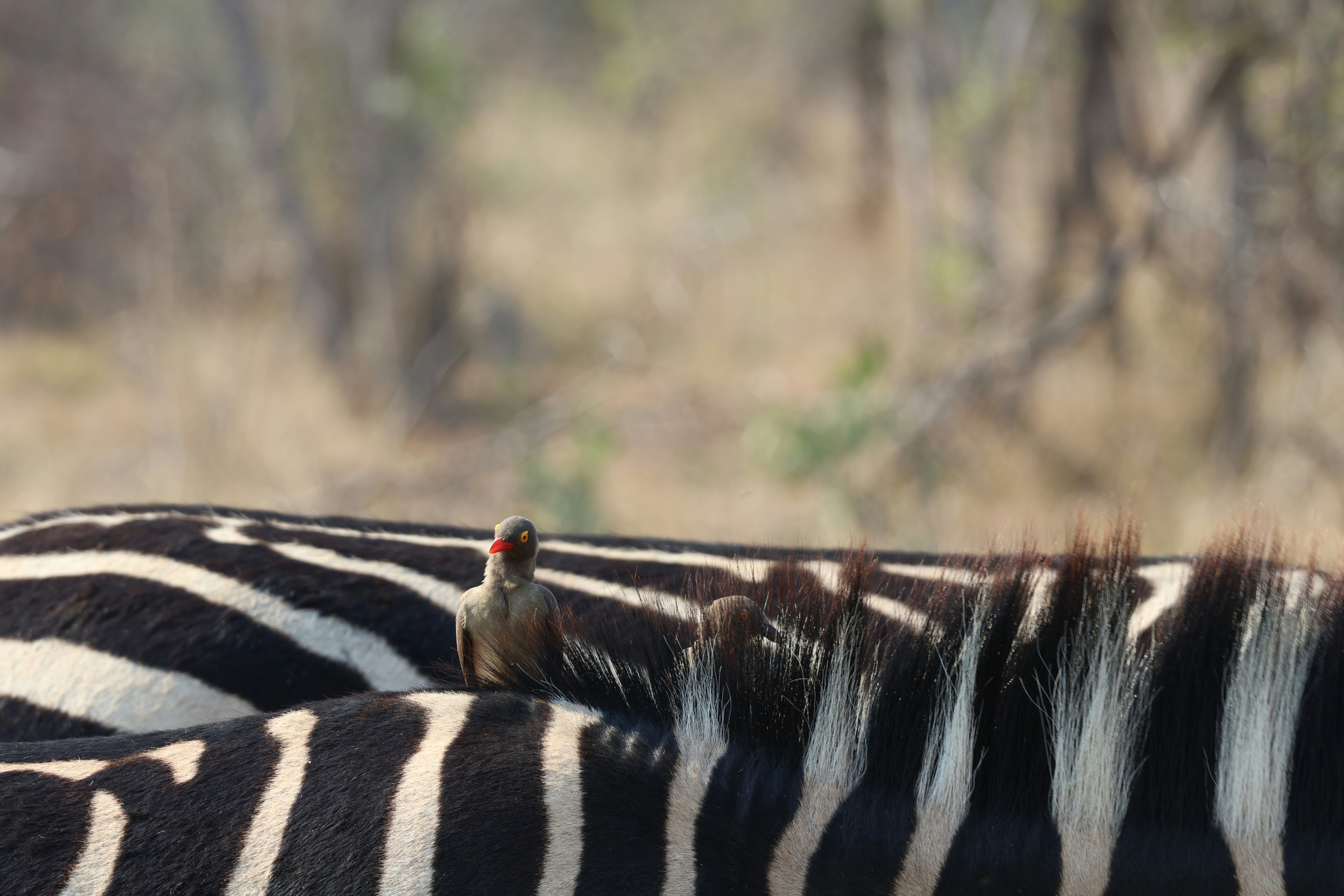 A Zebra Herd at Rest with a Busy Red-Eyed Guest