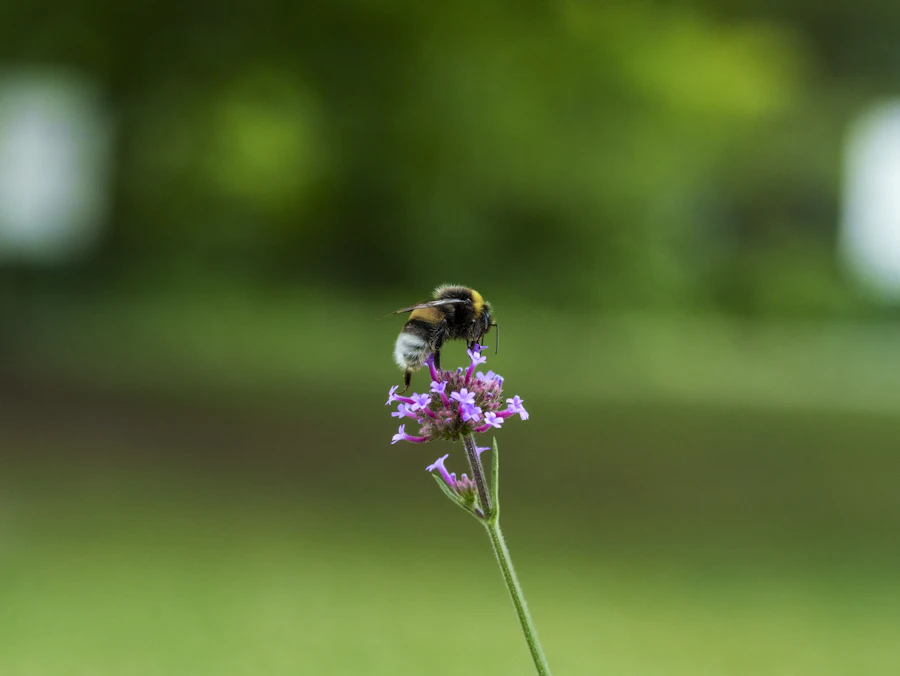 A bumblebee clings to a small purple wildflower stem against a soft green blurred background.
