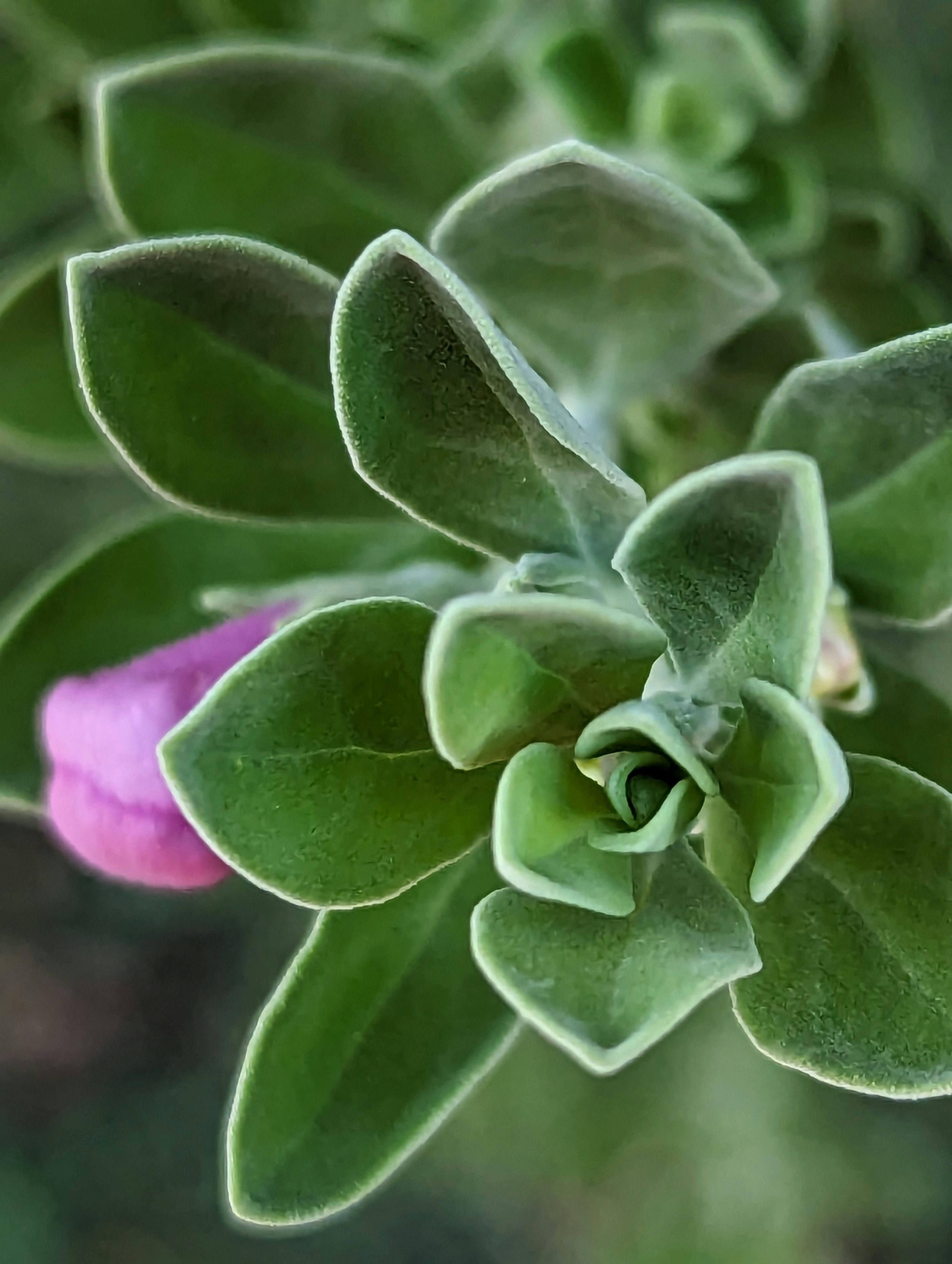 Close-up of a fuzzy succulent rosette with a pink bloom peeking from the side