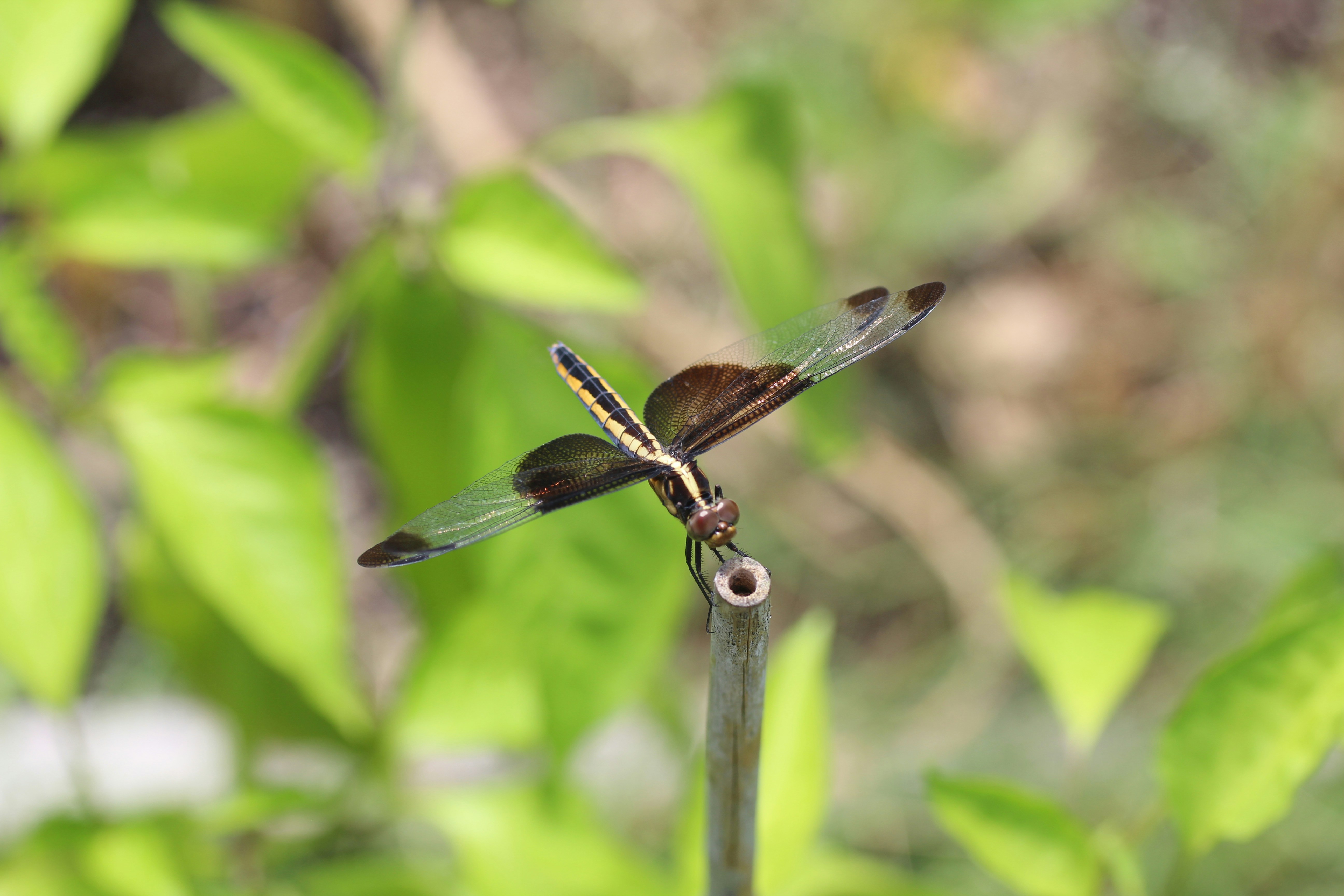 Winged Equilibrium: Dragonfly Grips a Slim Stem in Quiet Afternoon Light
