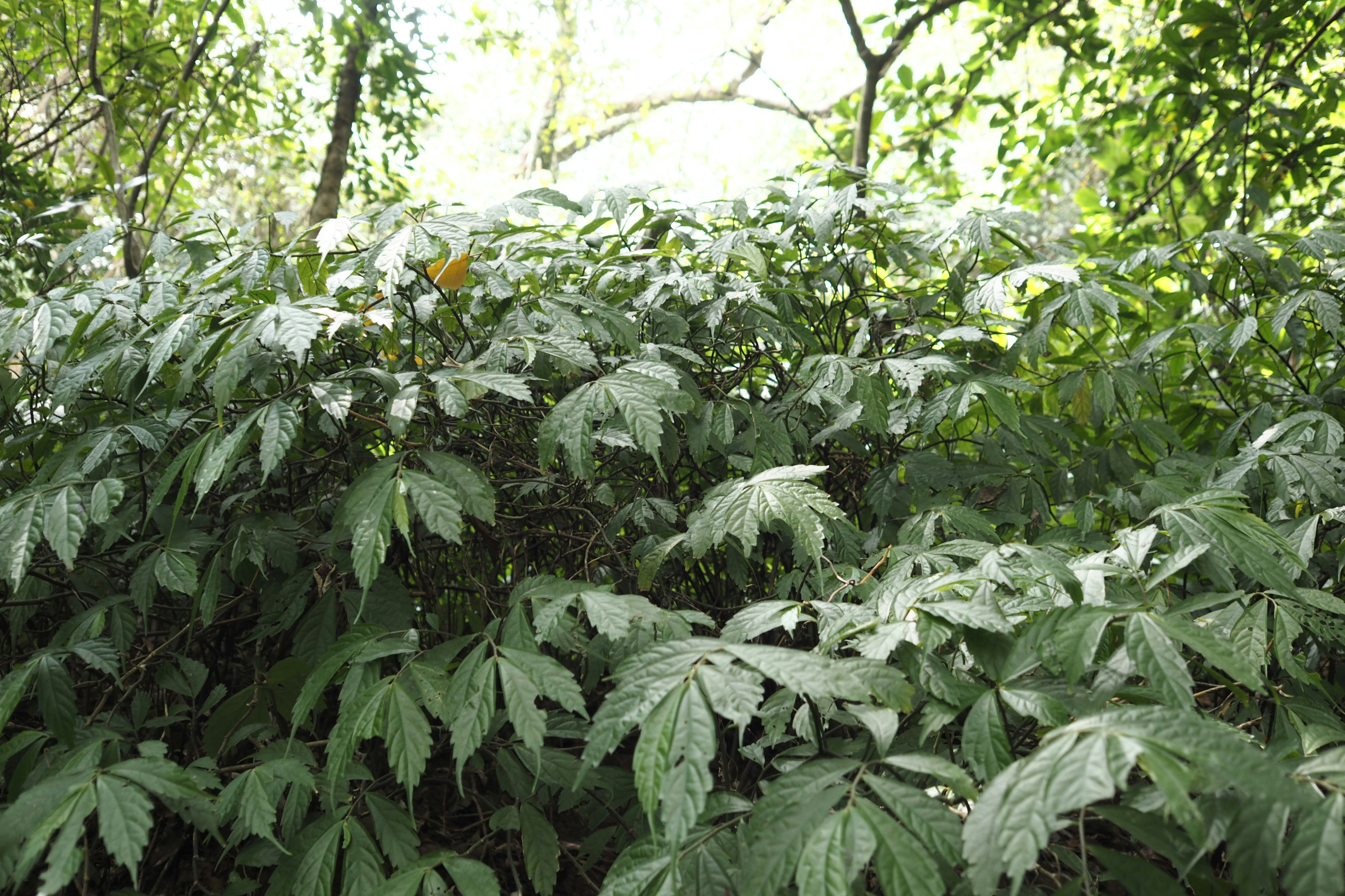 Photo by MChe Lee with Olympus OM-D E-M1