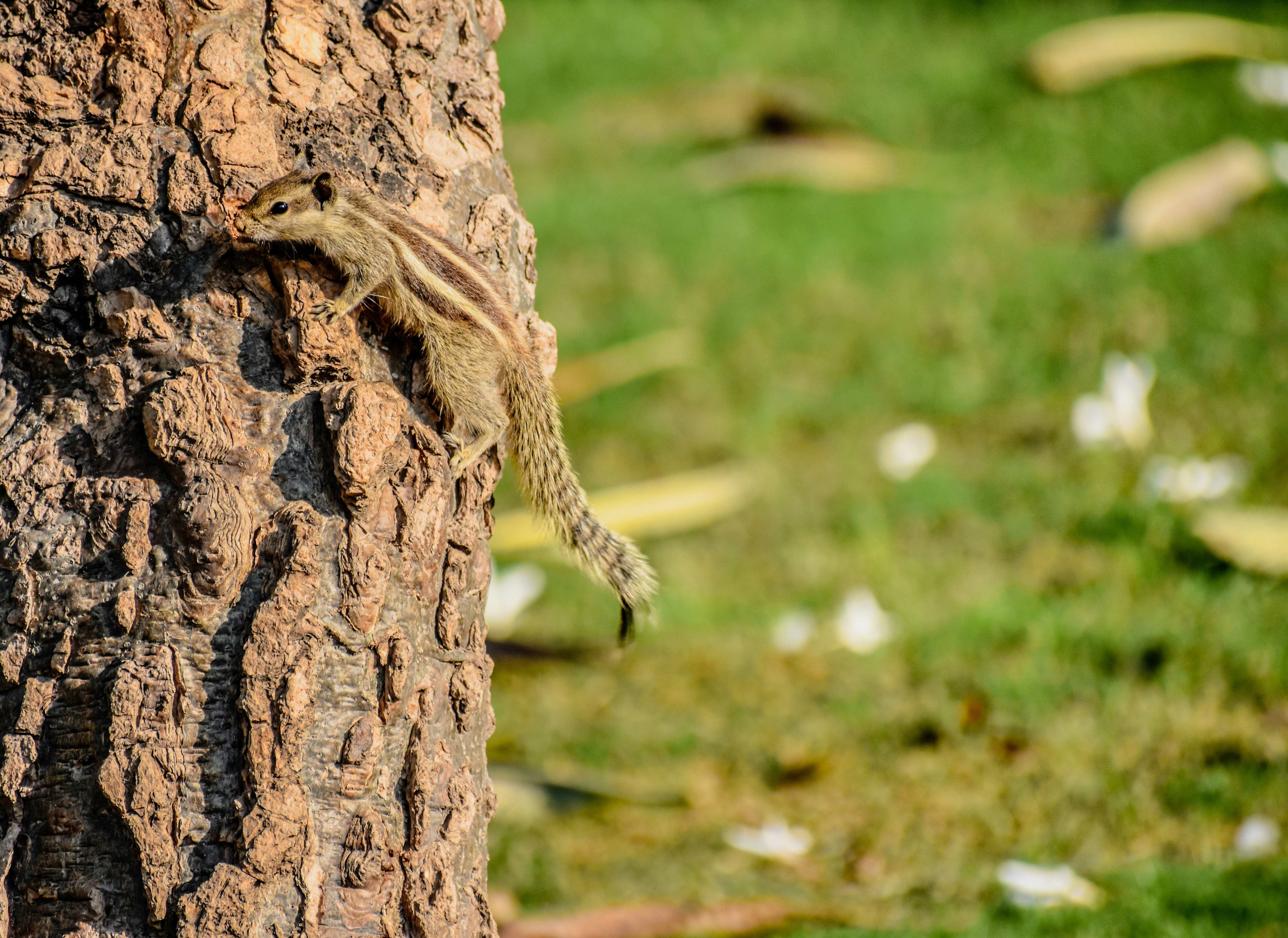 A Squirrel’s Pause: Clinging to Bark with a Watchful Tail