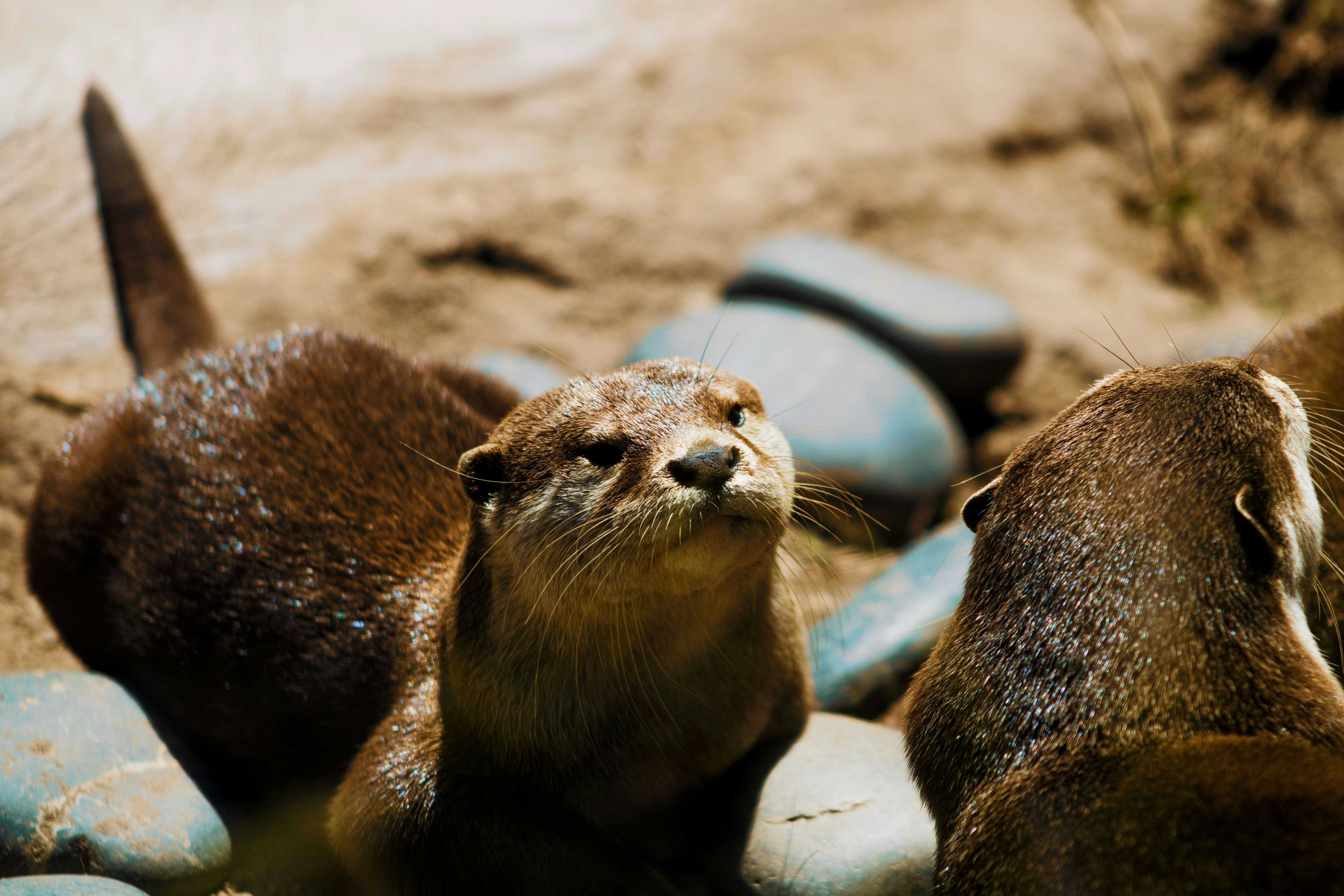 A couple of otters sitting on top of a pile of rocks photo – Free Santa ...