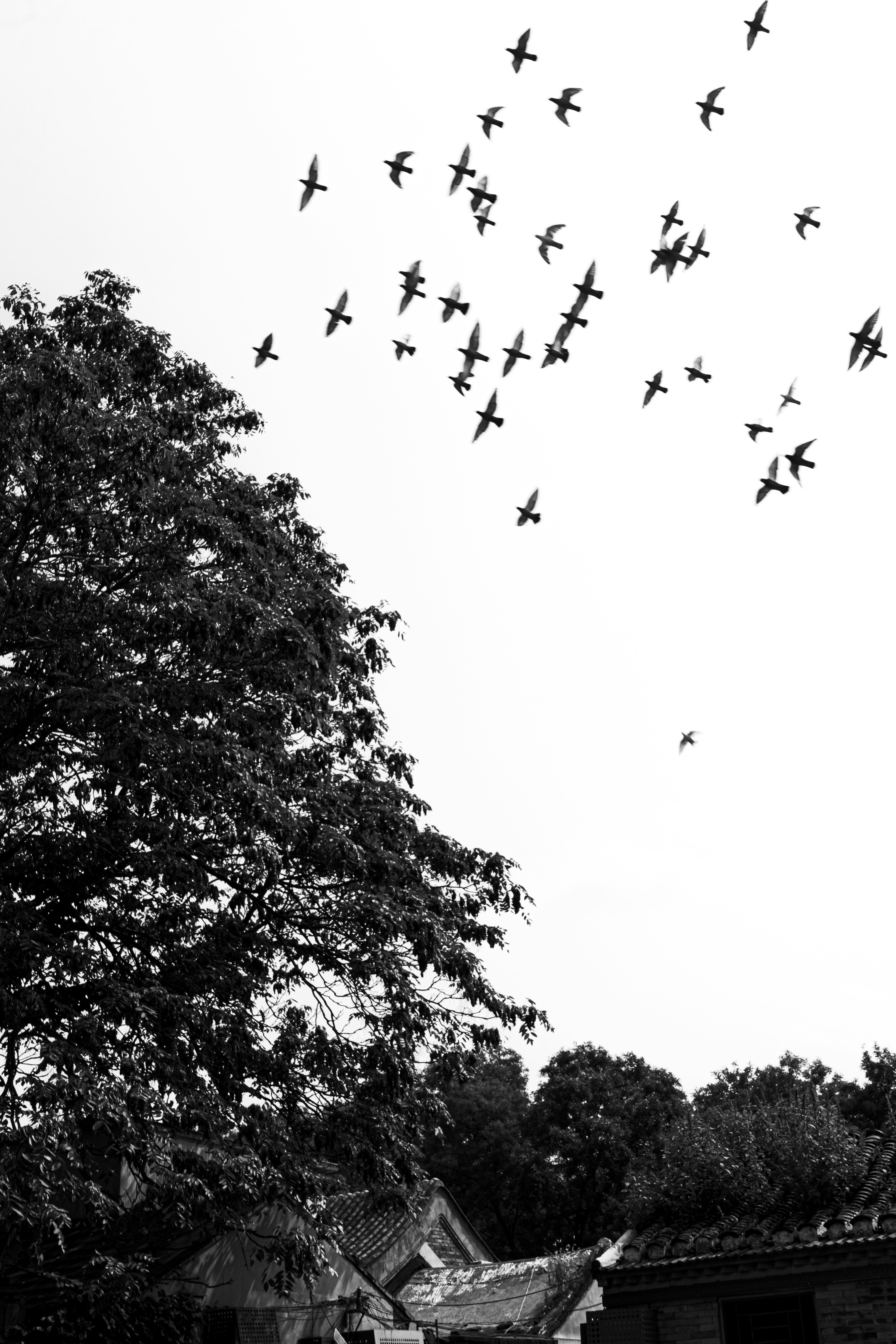 A flock of birds flying over a tree photo – Free Beijing Image on Unsplash