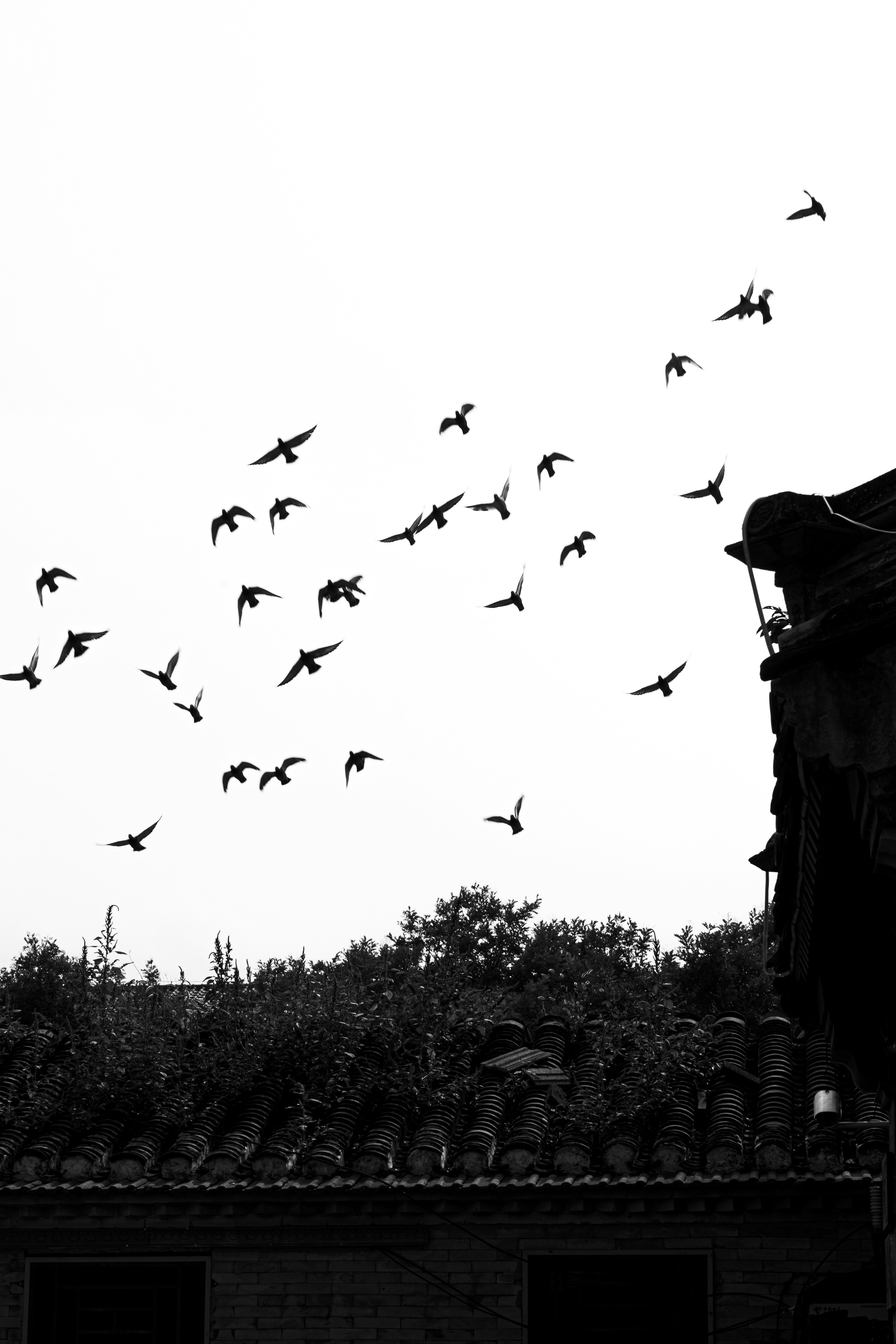 Flock Over Tile Rooftops: A Silhouette Ballet in High-Contrast Light