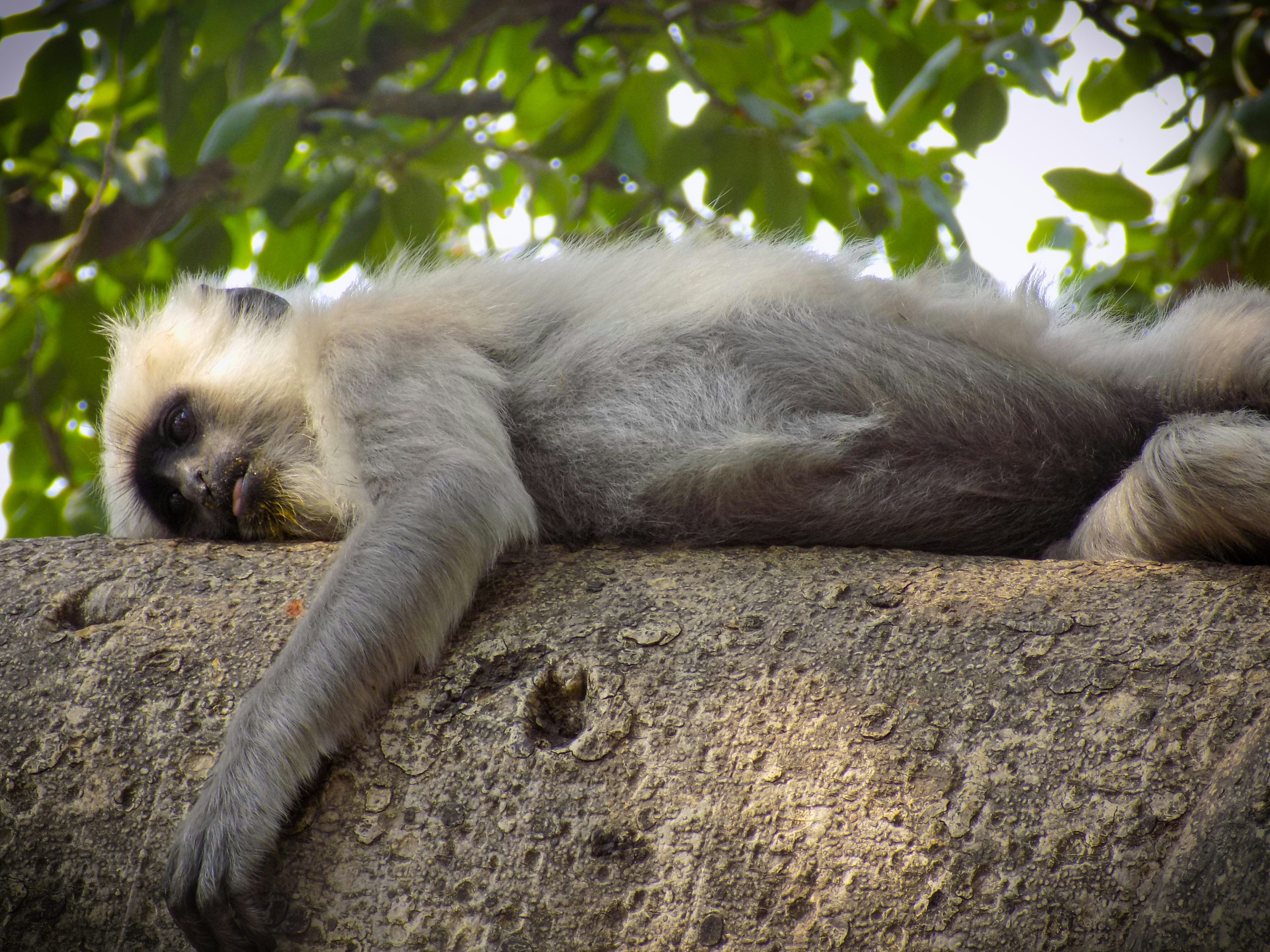 A relaxed lemur sprawls along a sunlit concrete wall beneath green foliage, its head resting on its forelimb.