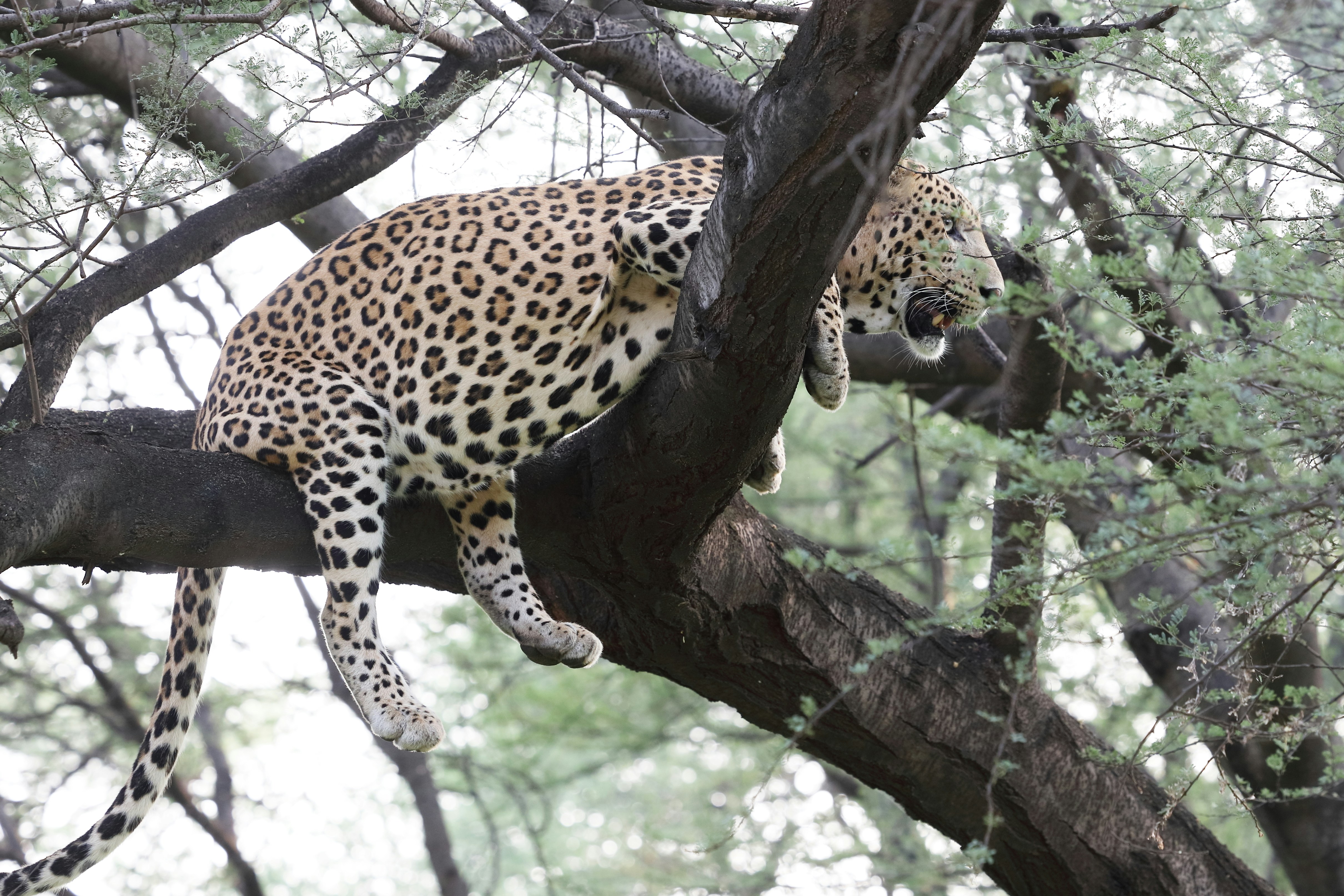 Un léopard assis sur une branche d’arbre dans une forêt photo – Photo ...
