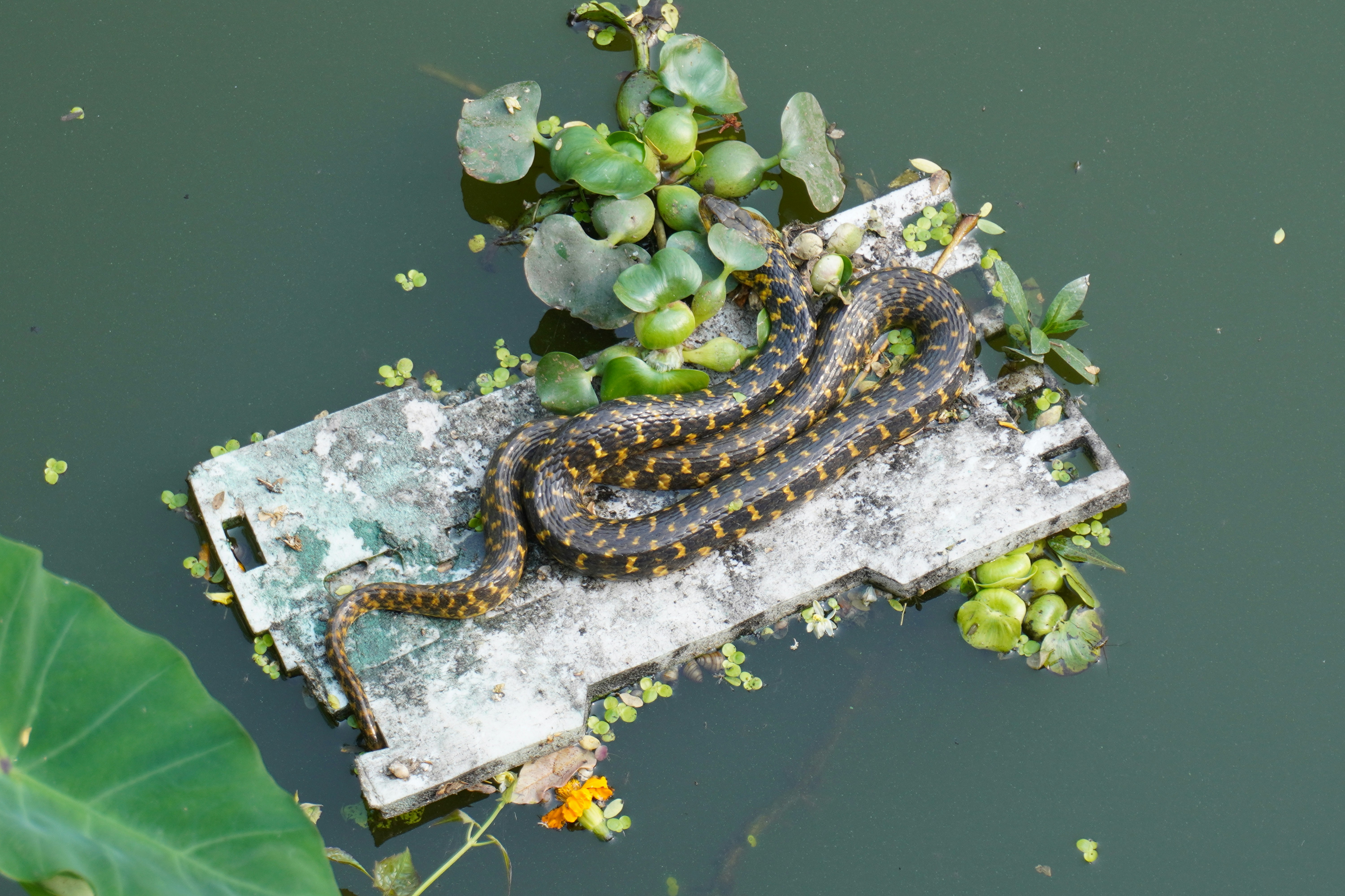 Two-striped Vines: a pair of snakes bask on a sunken debris slab