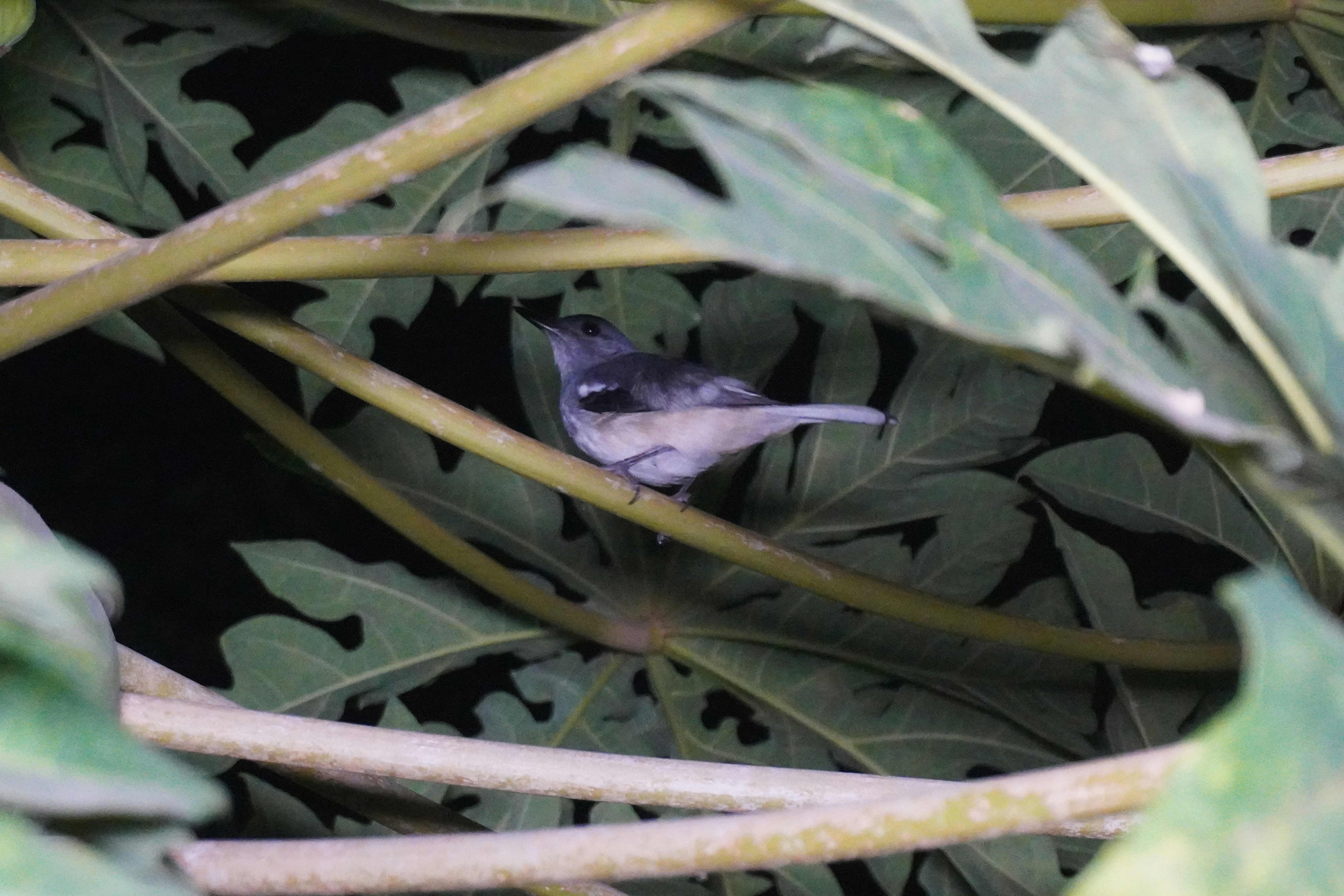 Hidden Songbird in the Ivy: A Brief Wedge of Flight