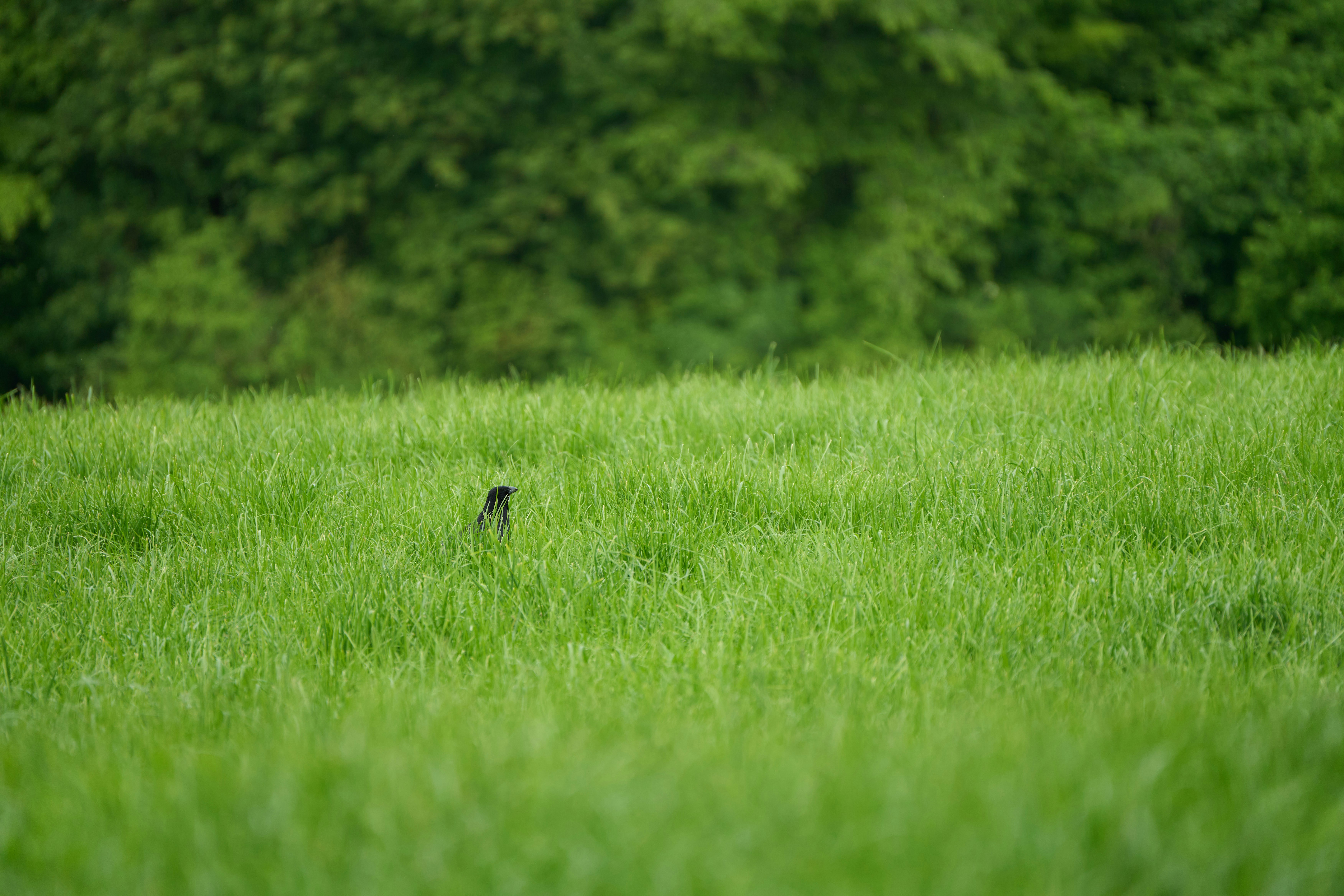 Photo by Wolfgang Hasselmann with Sony Alpha 7 IV