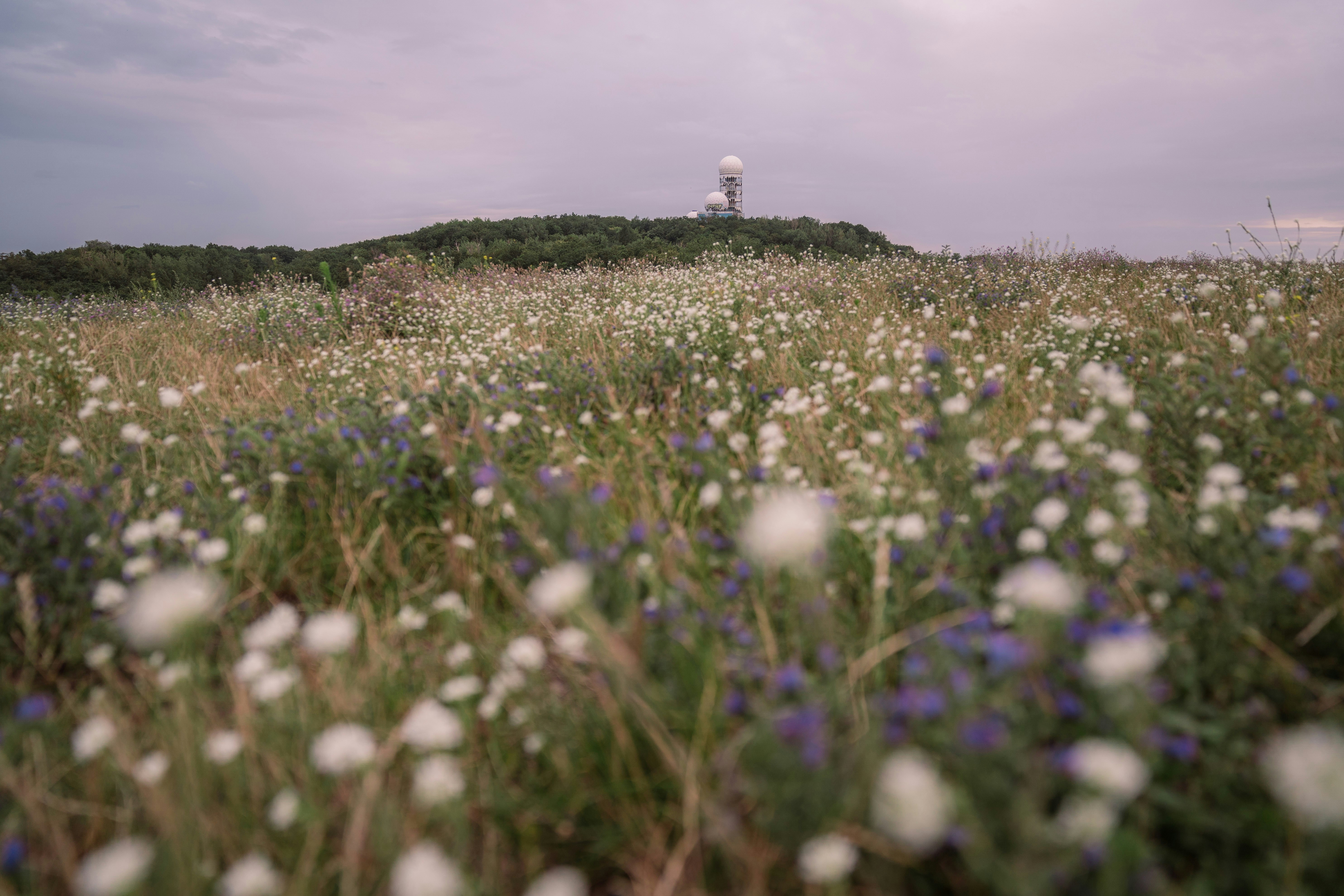 A field of wildflowers with a lighthouse in the background photo – Free ...