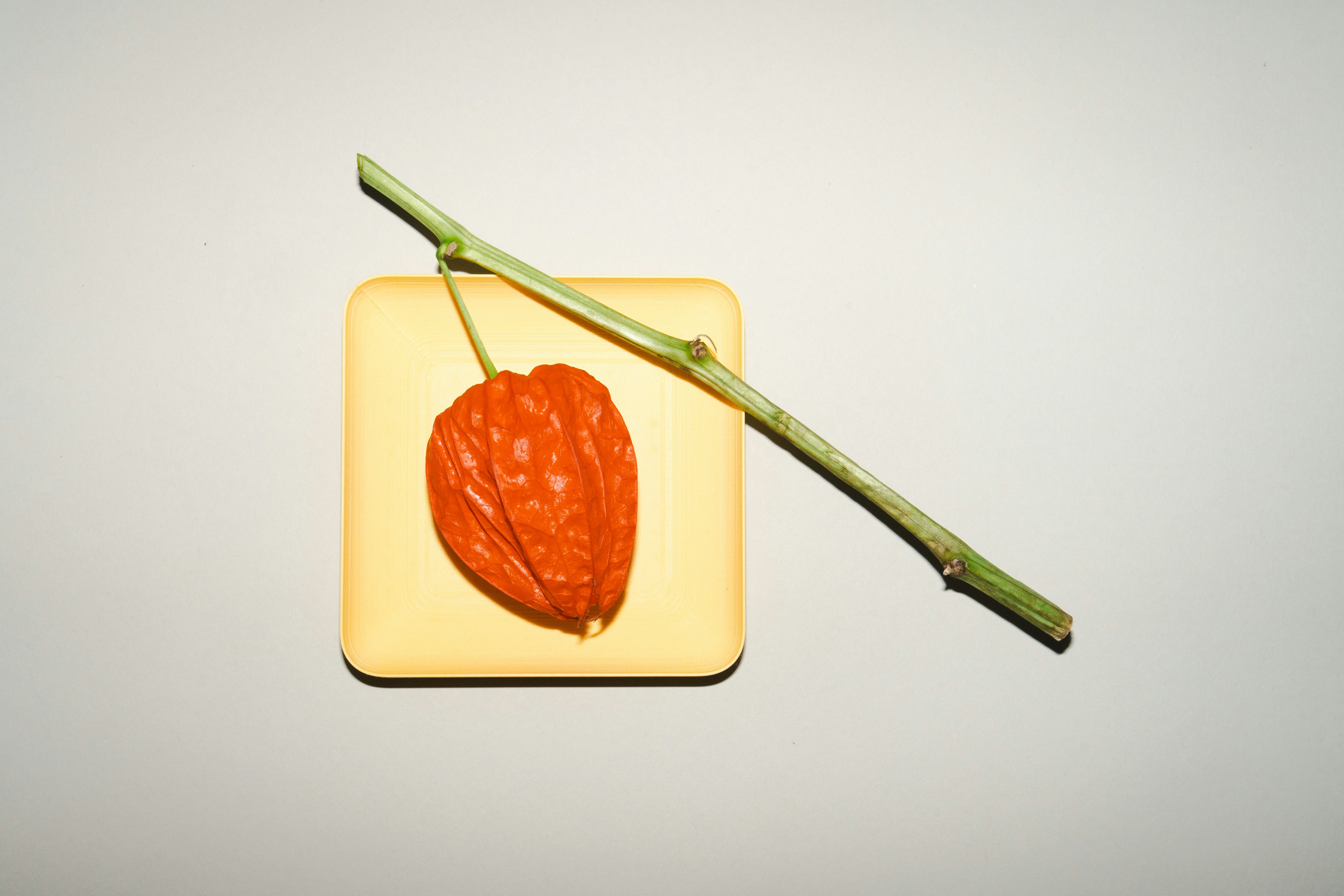 Orange Physalis on a Pale Square Plate: Geometry of a Diagonal Stem