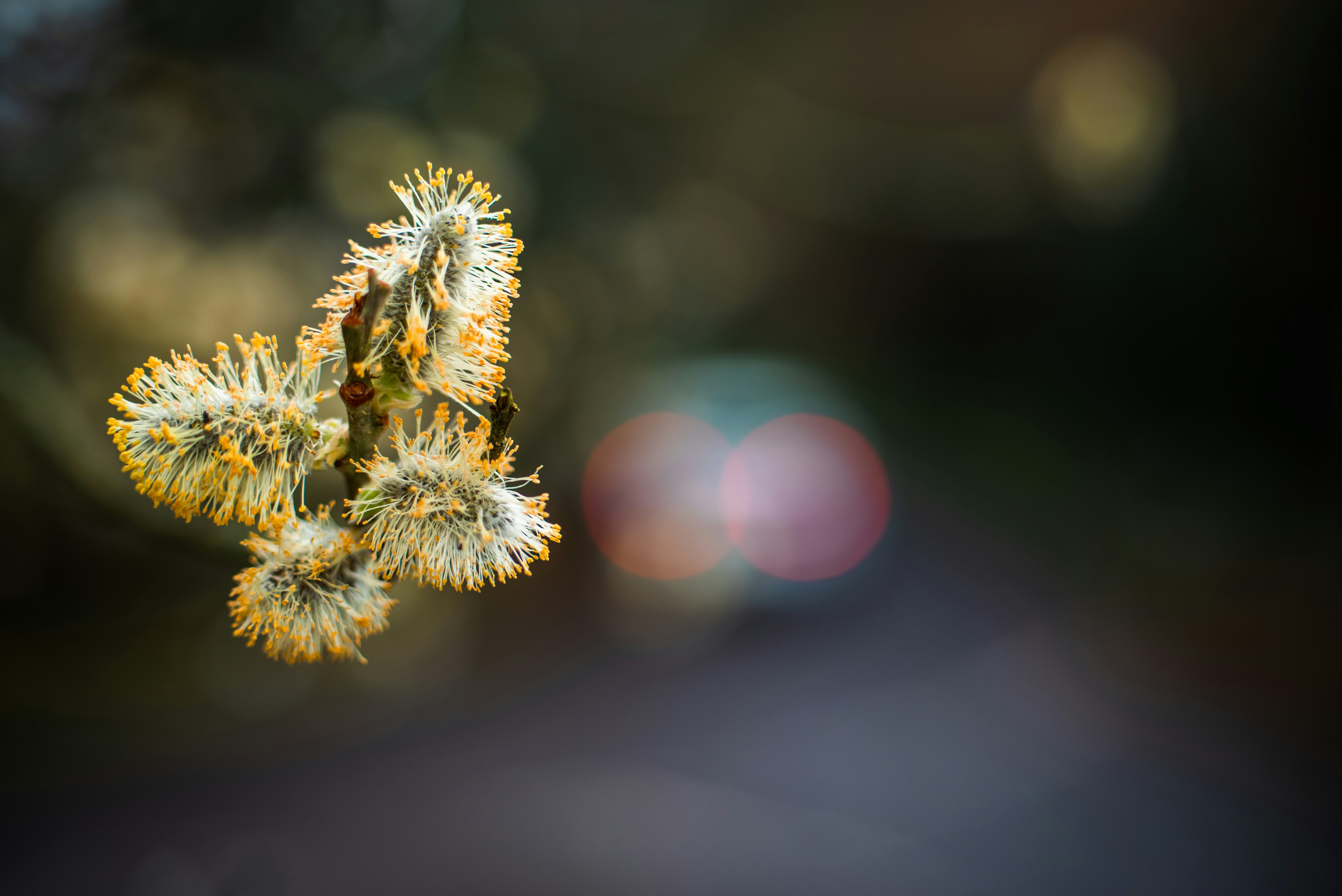Sun-kissed seed clusters against velvet bokeh