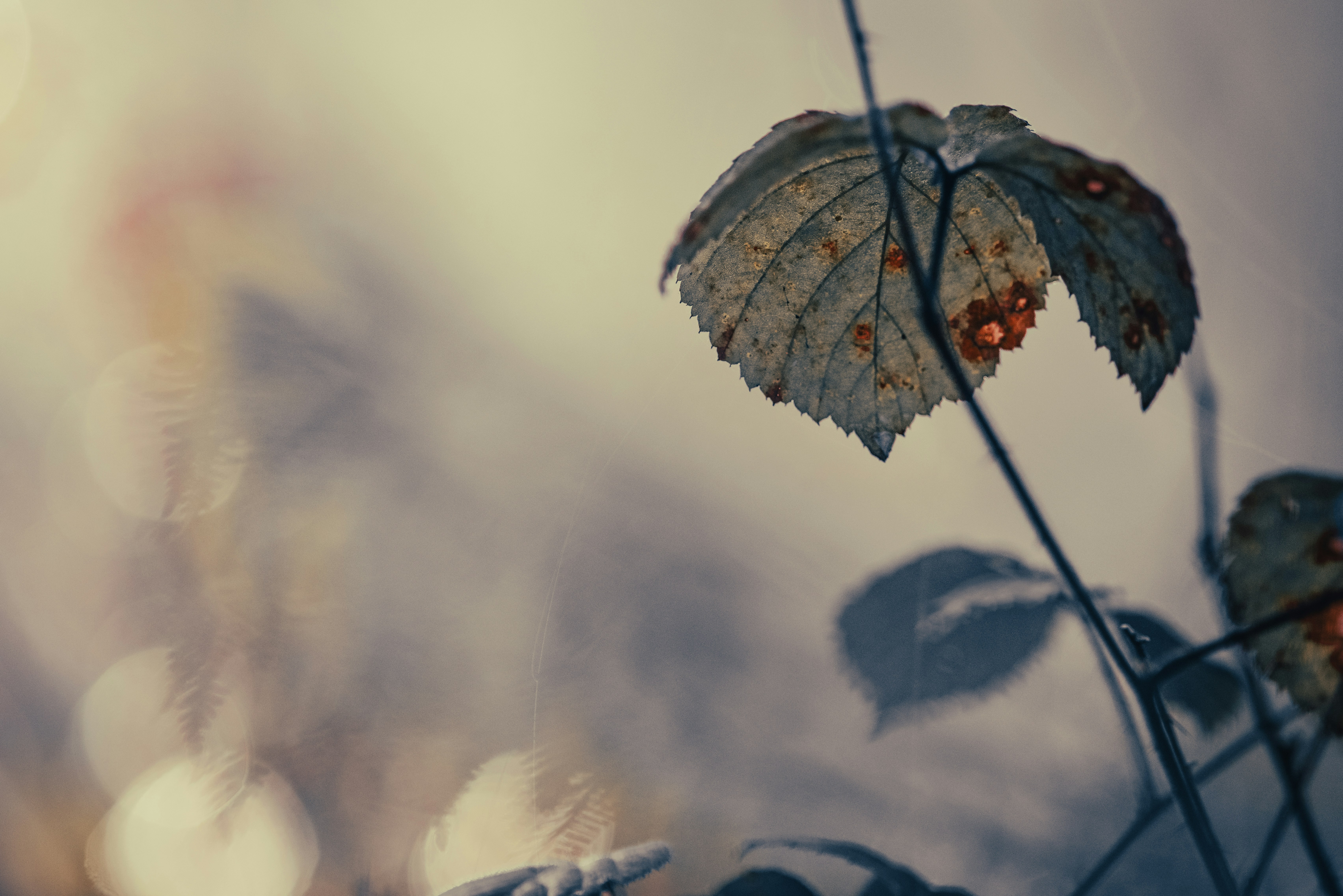Vein Portrait of a Bleached Leaf in Velvet Blur