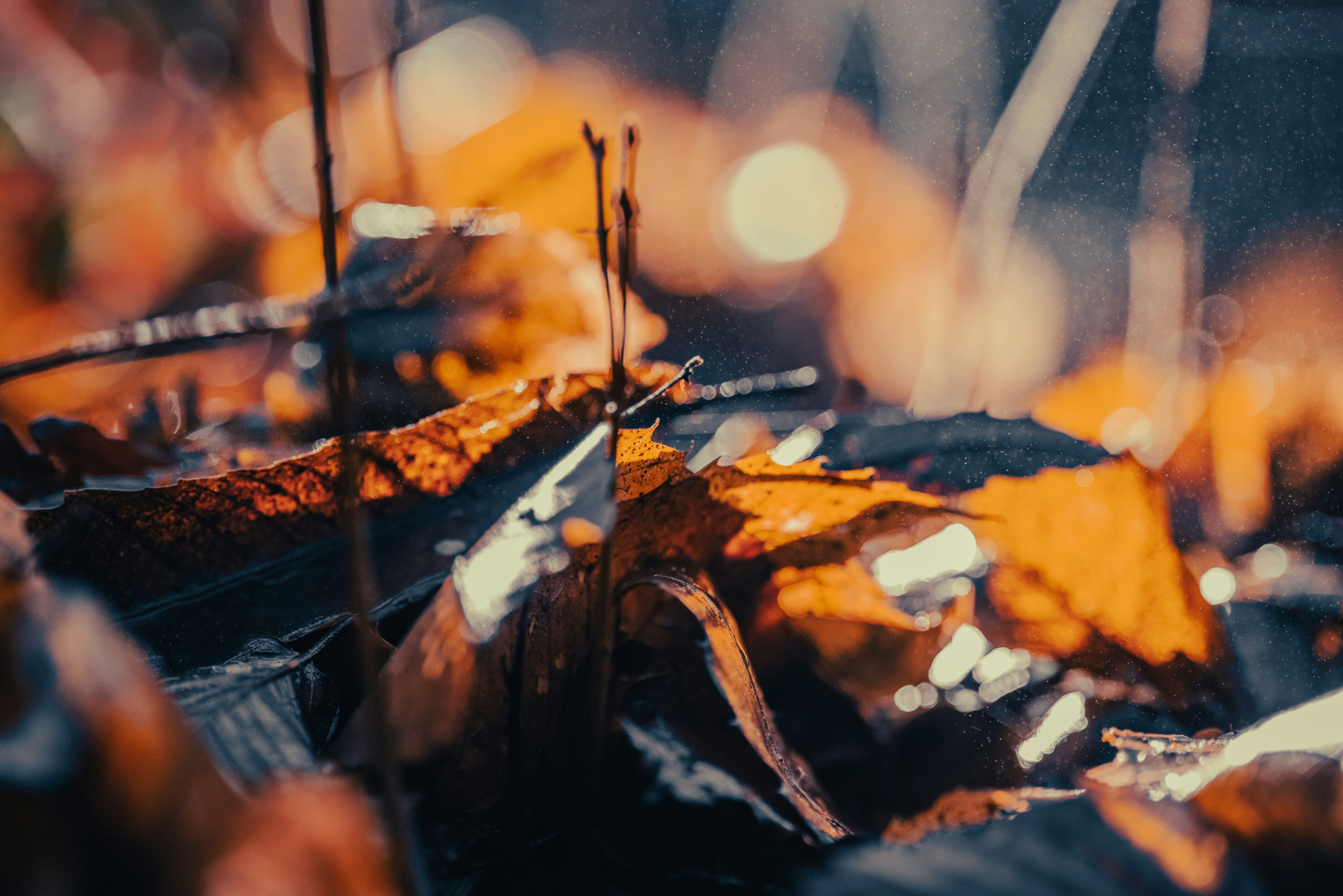 Close-up of fallen leaves and charred debris with warm bokeh highlights in the background, focusing on organic texture and seasonal mood. (Photo is a natural scene, not a logo or illustration).