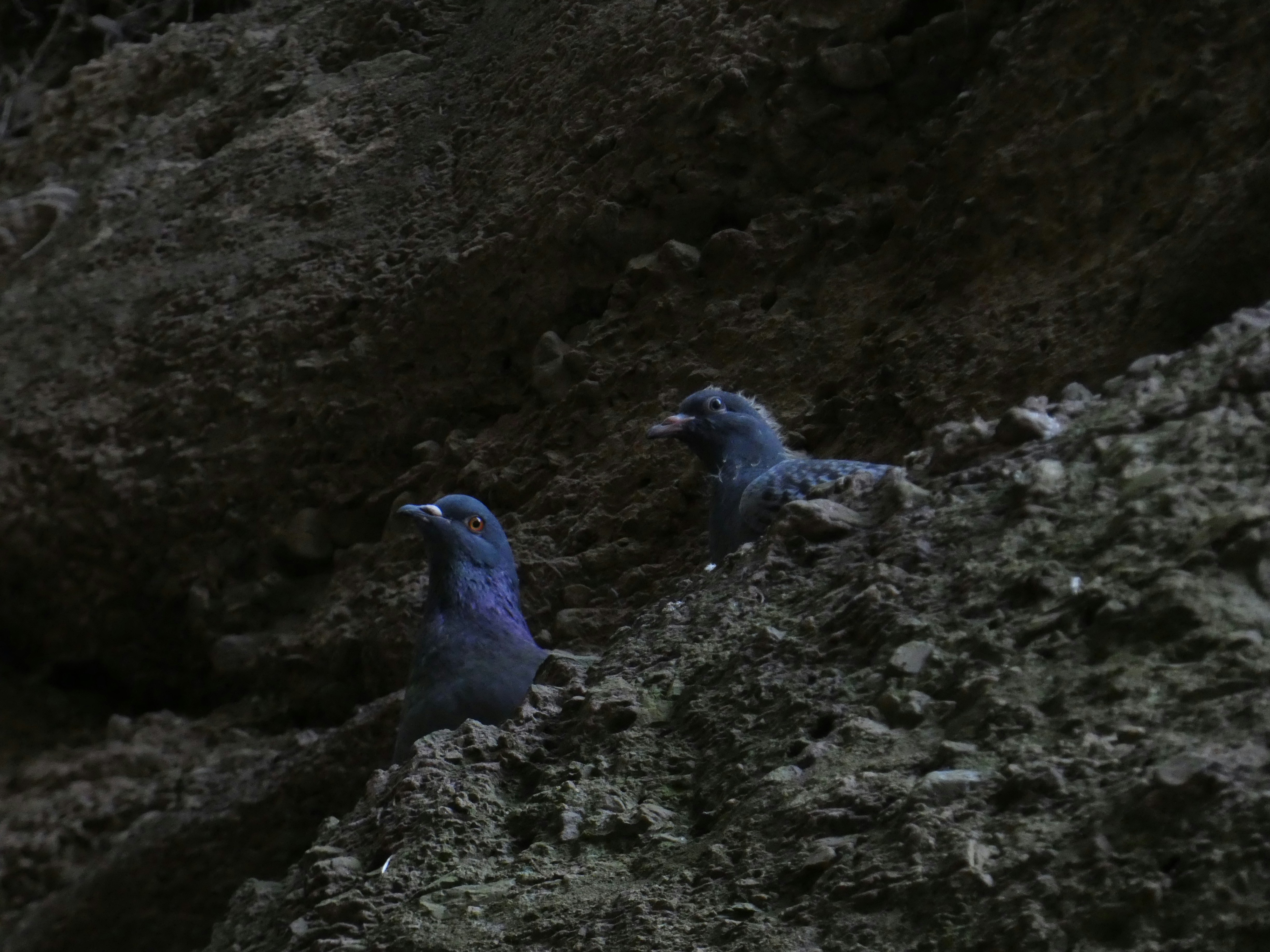 Two blue birds sitting on the side of a mountain photo – Free Hopewell ...