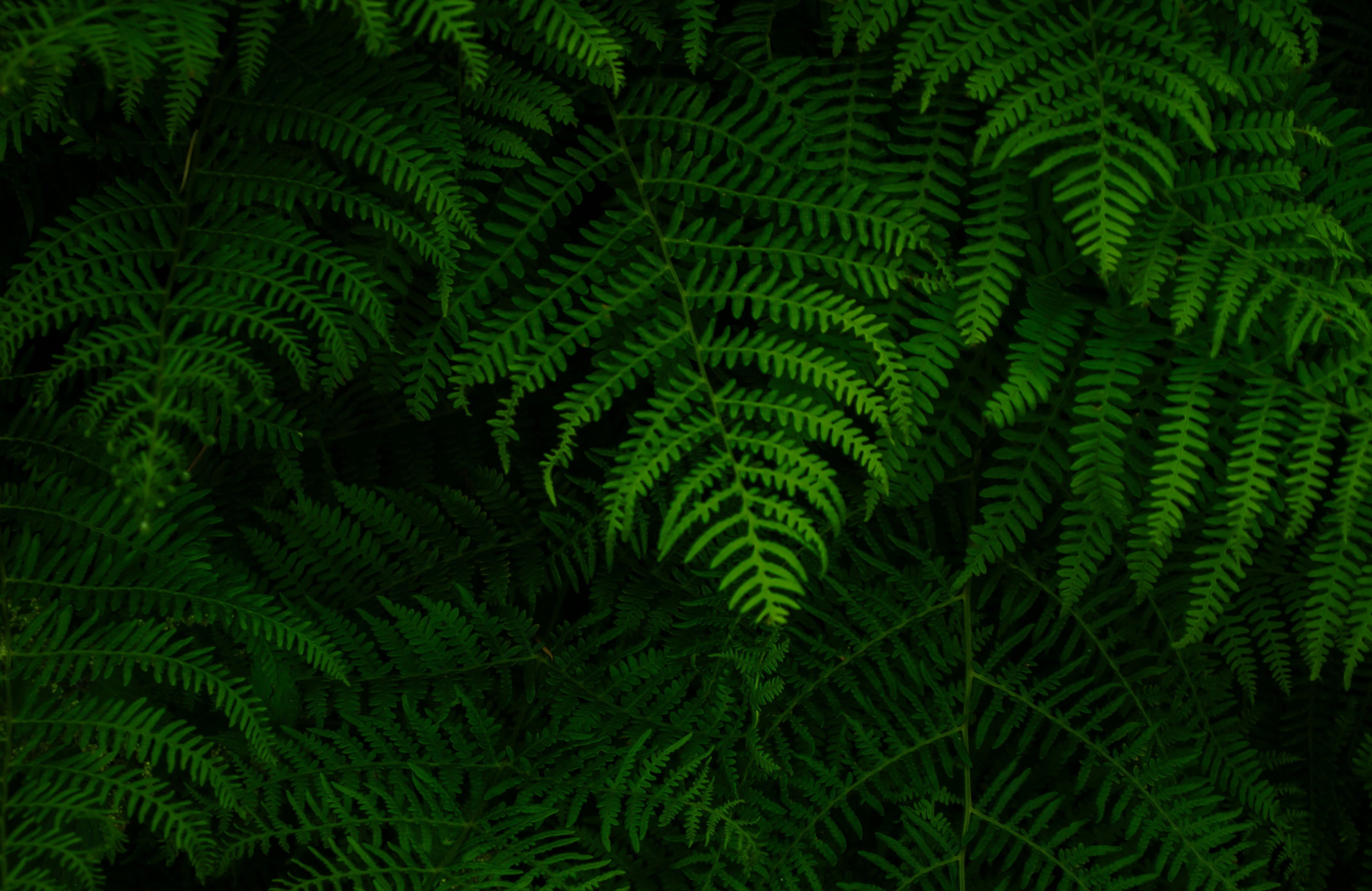 Dense green fern leaves overlapping in natural symmetry.