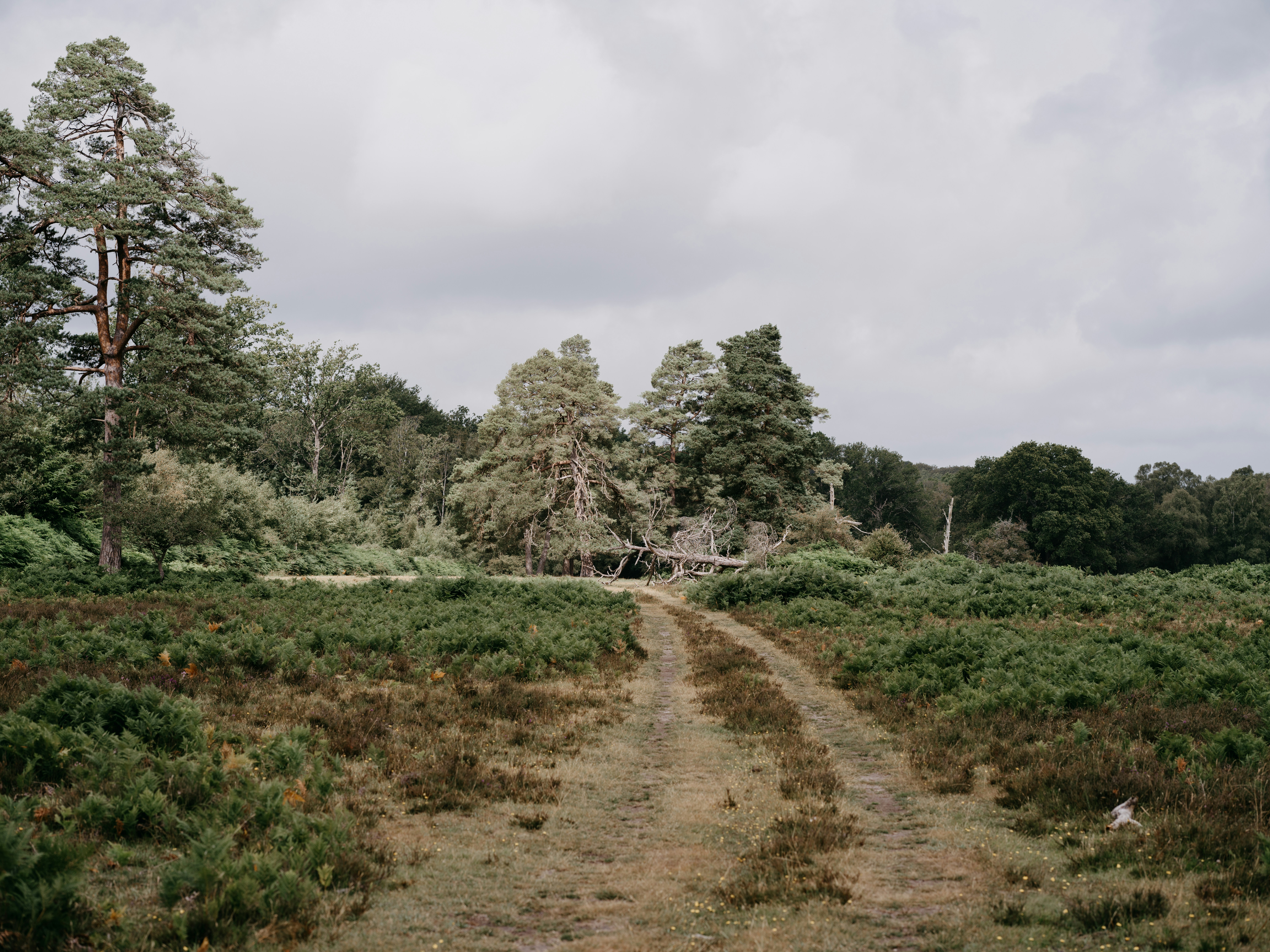 A winding dirt path leads through a serene landscape, flanked by lush greenery and towering trees, inviting exploration and reflection.