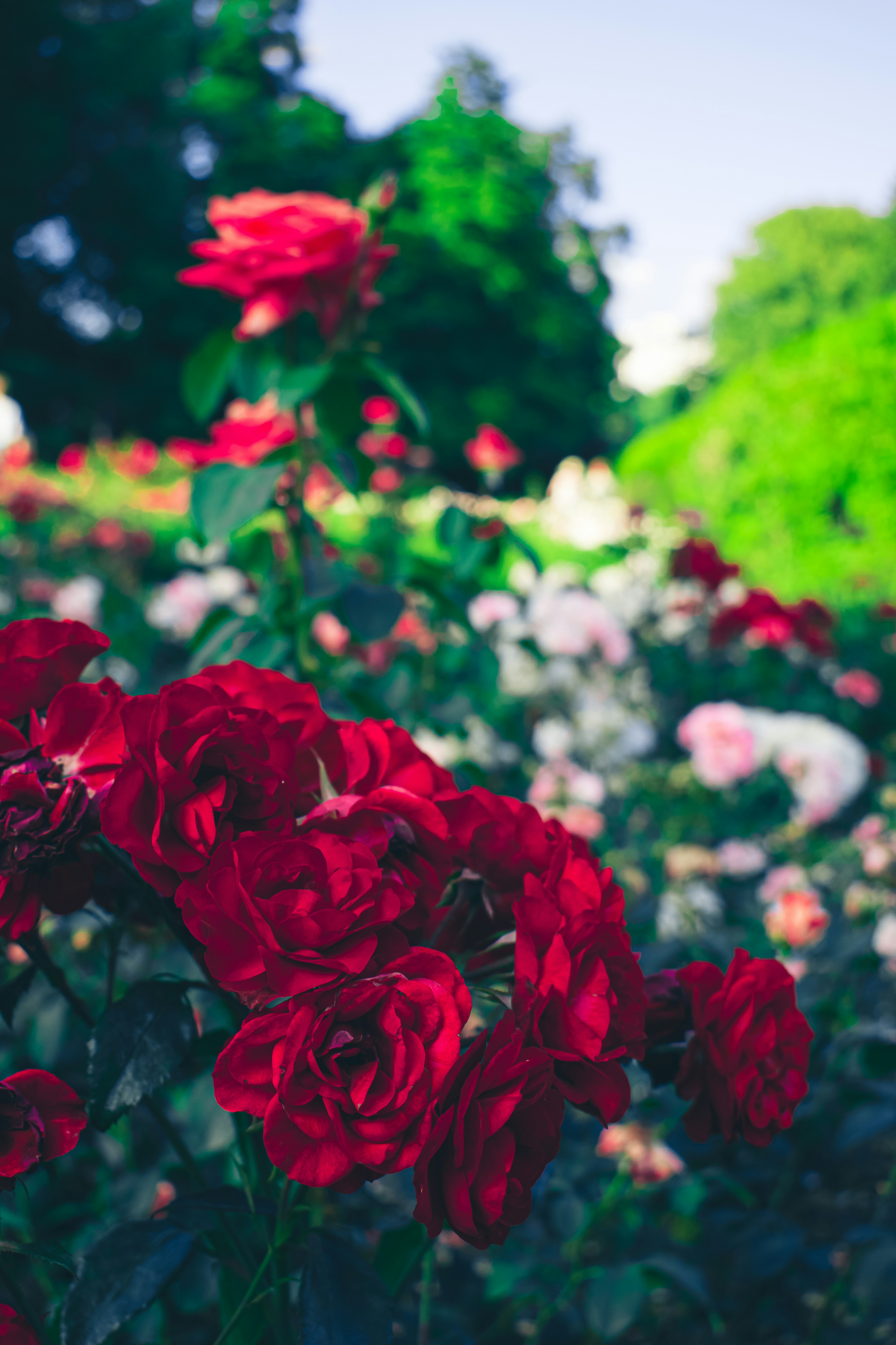Un bouquet de roses rouges dans un jardin photo – Photo Parc ...