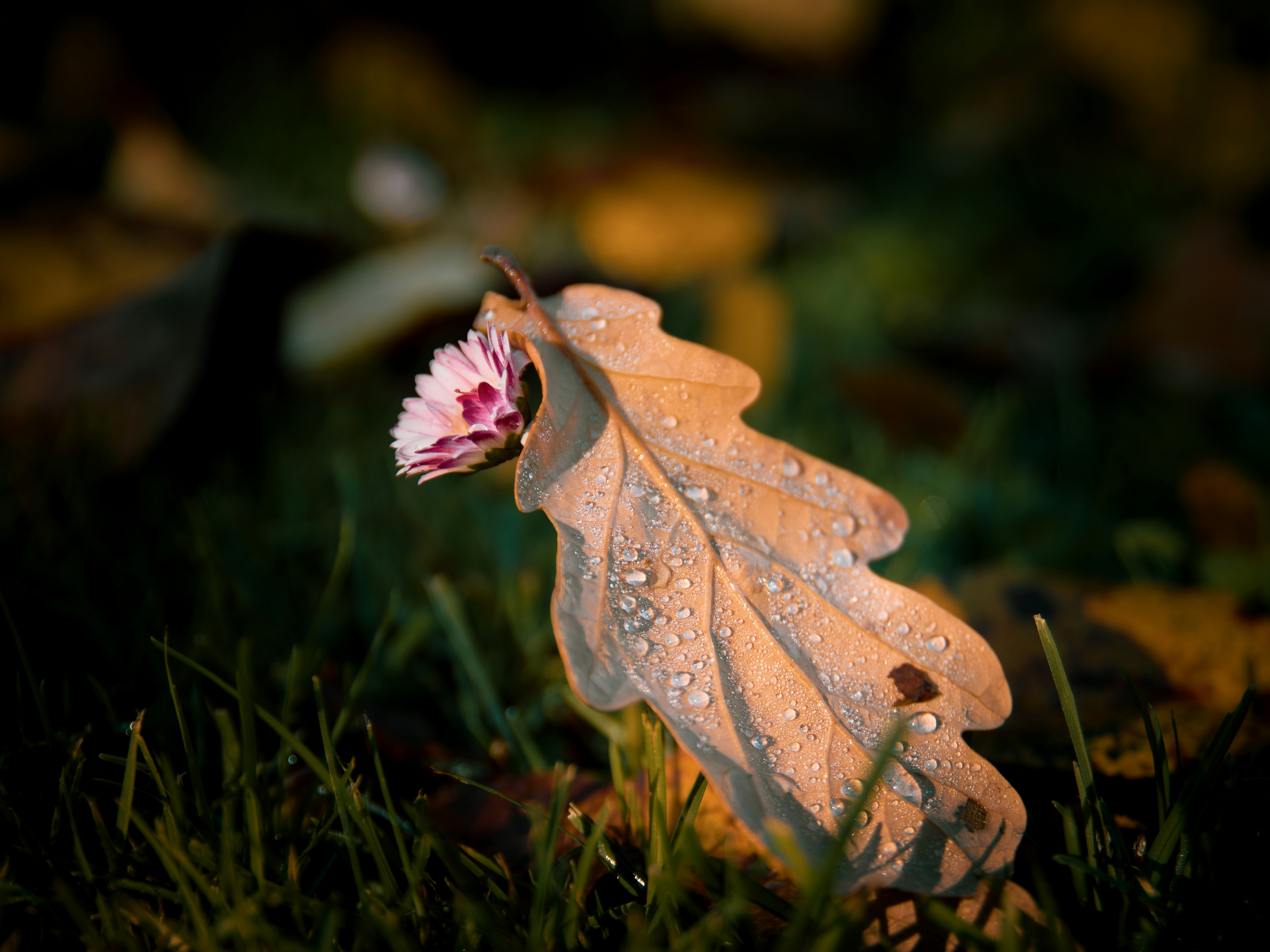 Dew-kissed Leaf Cradling a Tiny Pink Bloom in Shadowed Grass