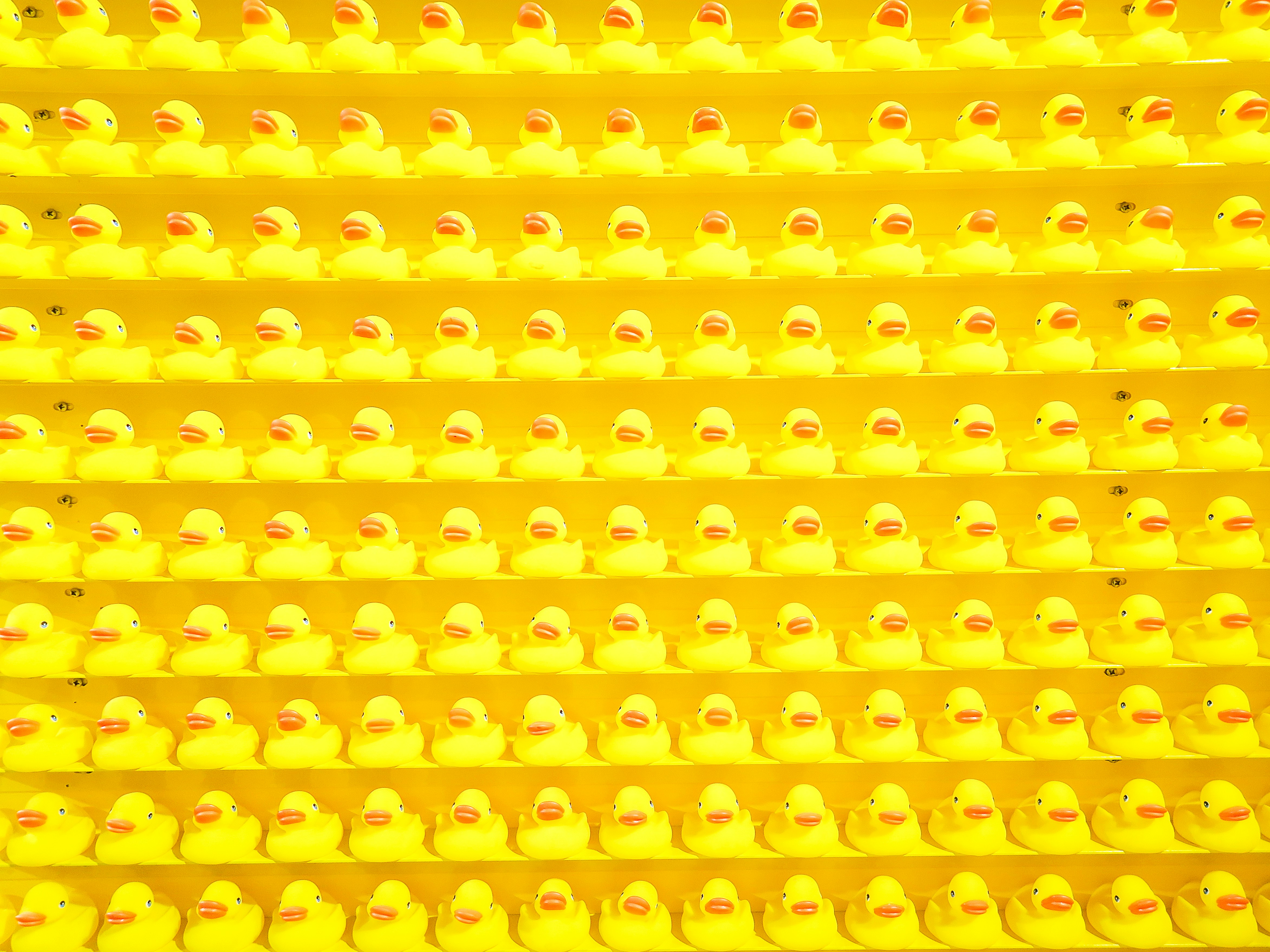 Rows of rubber ducks lined up against a yellow wall photo – Free ...