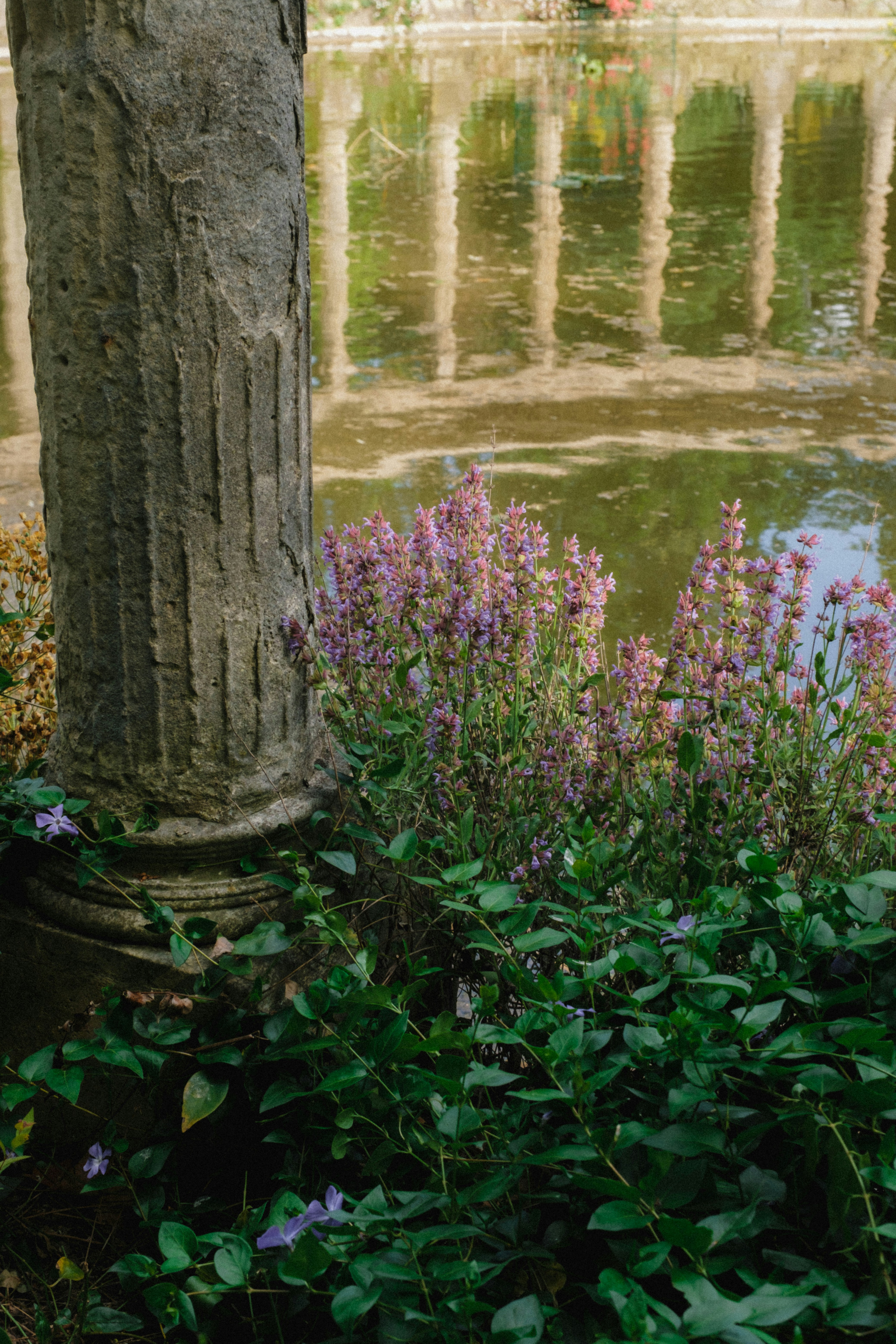 Lavender Fringe by the Riverside Column