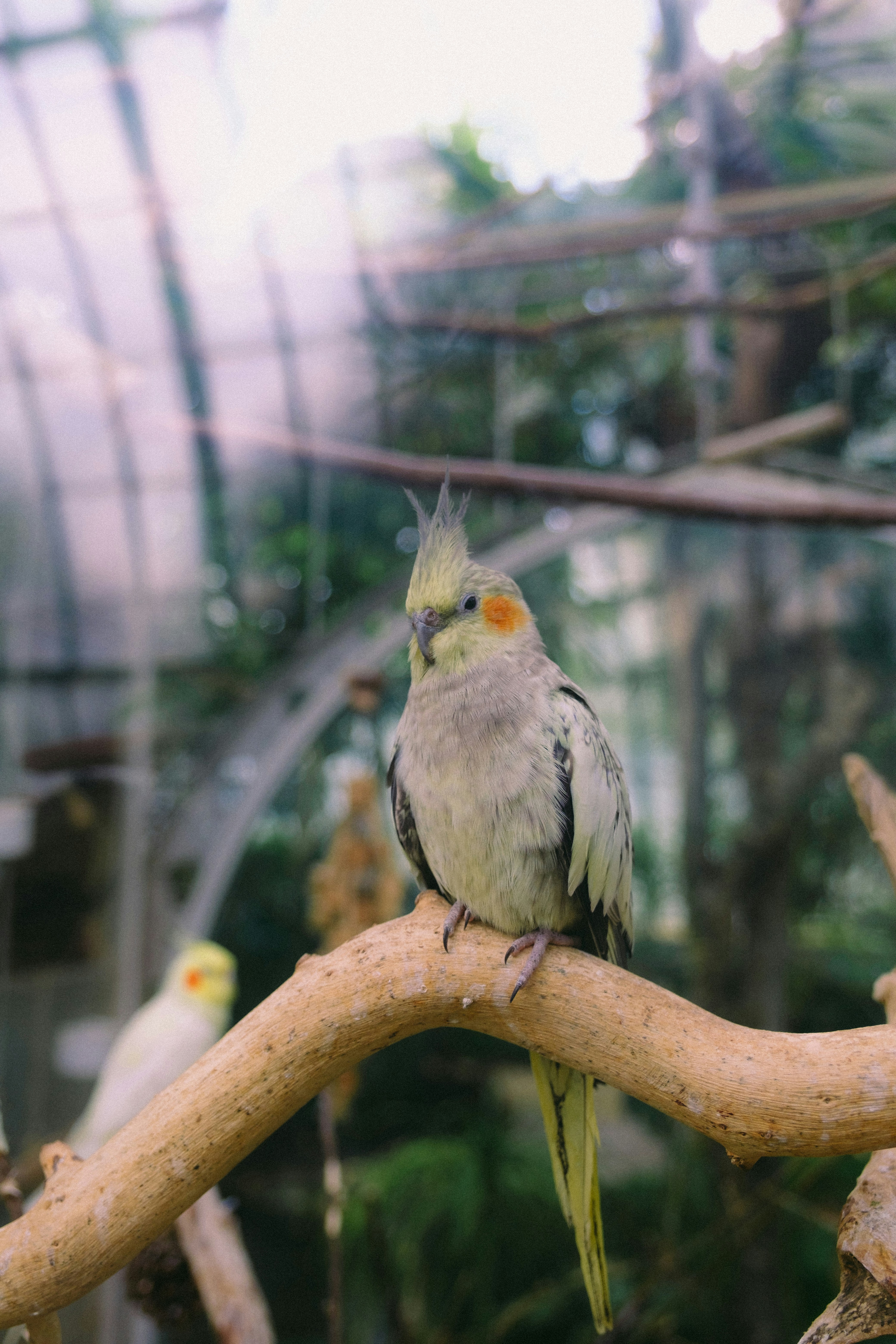 Crested Cockatiel on a Curved Branch Inside a Glass Conservatory
