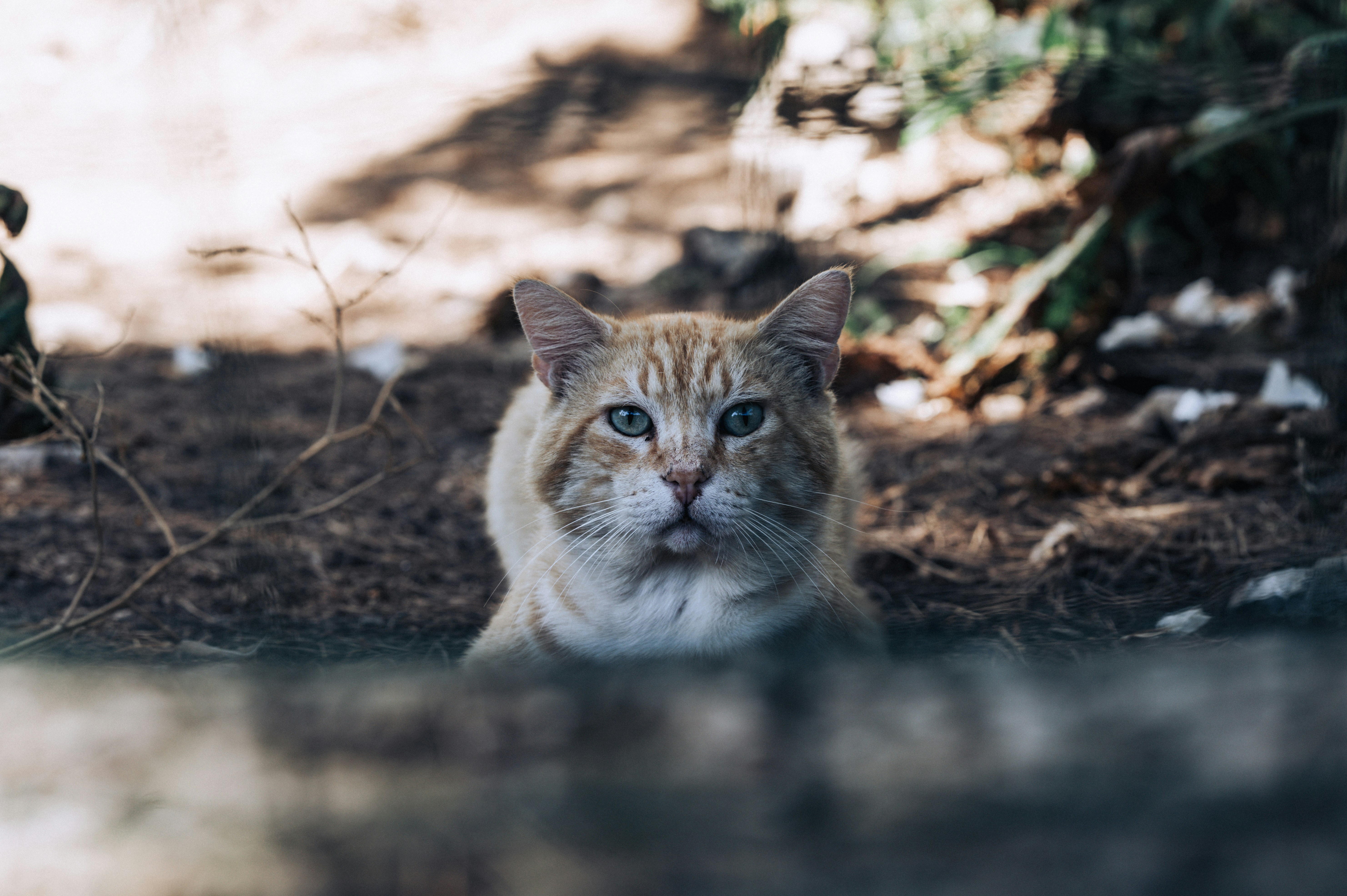 Photo by István Szitás with Nikon Z6 II