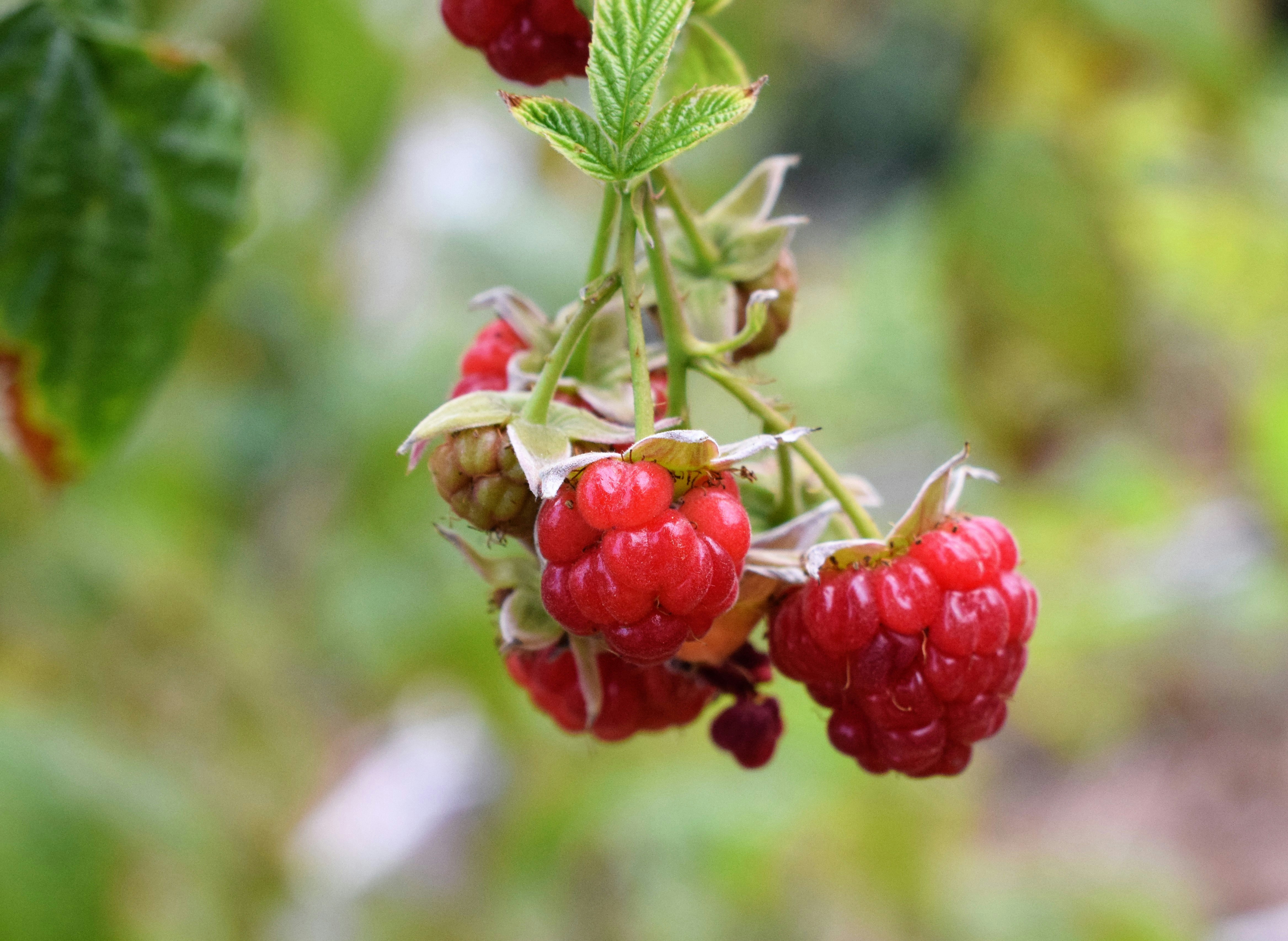 A bunch of raspberries hanging from a tree photo – Free Tacoma Image on ...