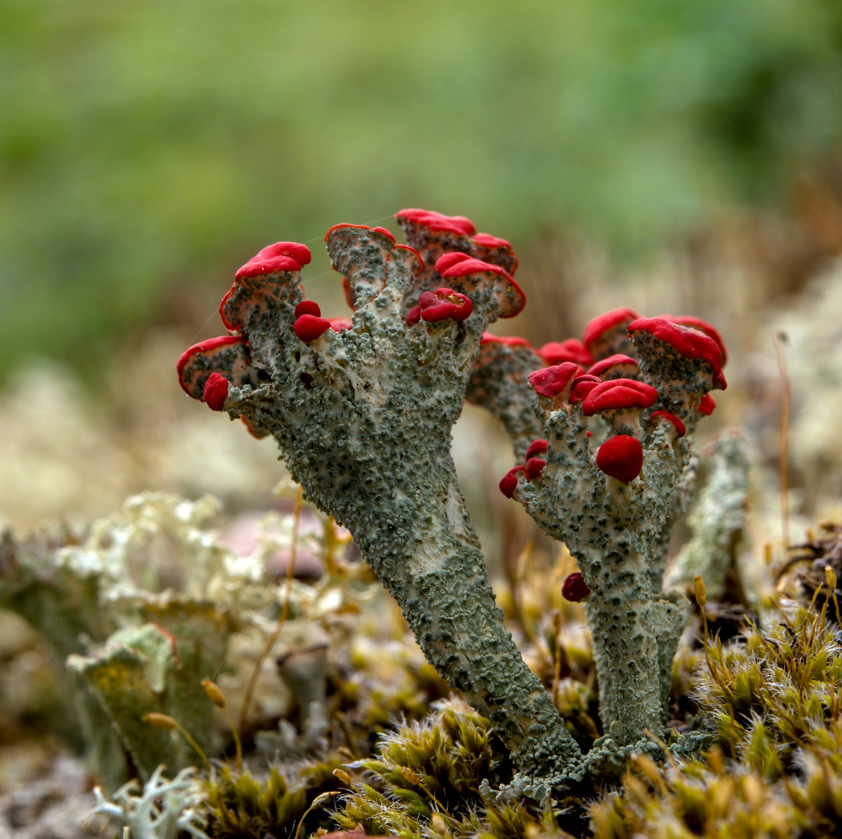 Crimson Apothecia Rise from Mossy Towers