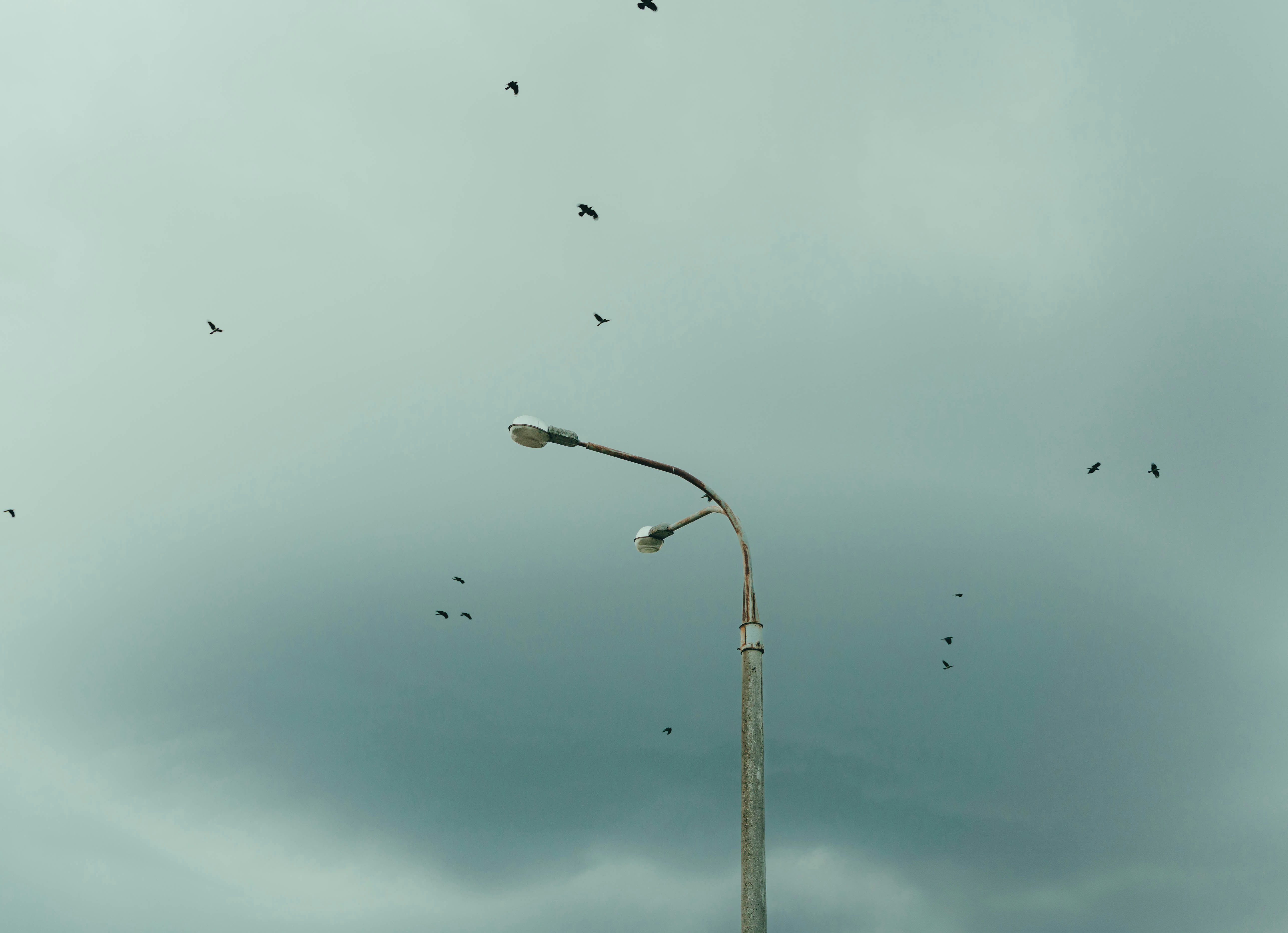 Curved Streetlamp Beneath a Cloud-Whispered Sky and Birds in Flight