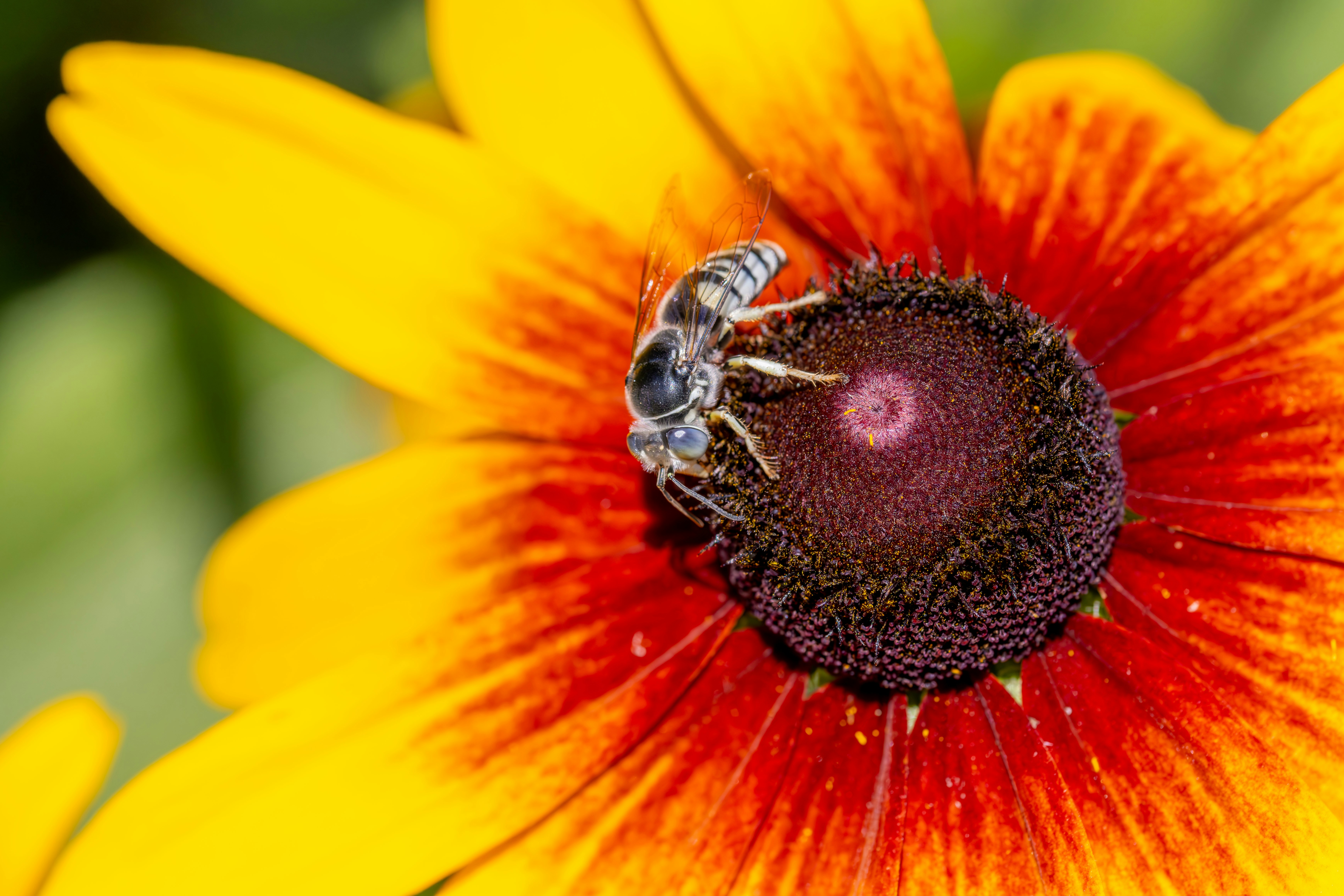 Bee at the Fiery Core of a Radiant Yellow Bloom