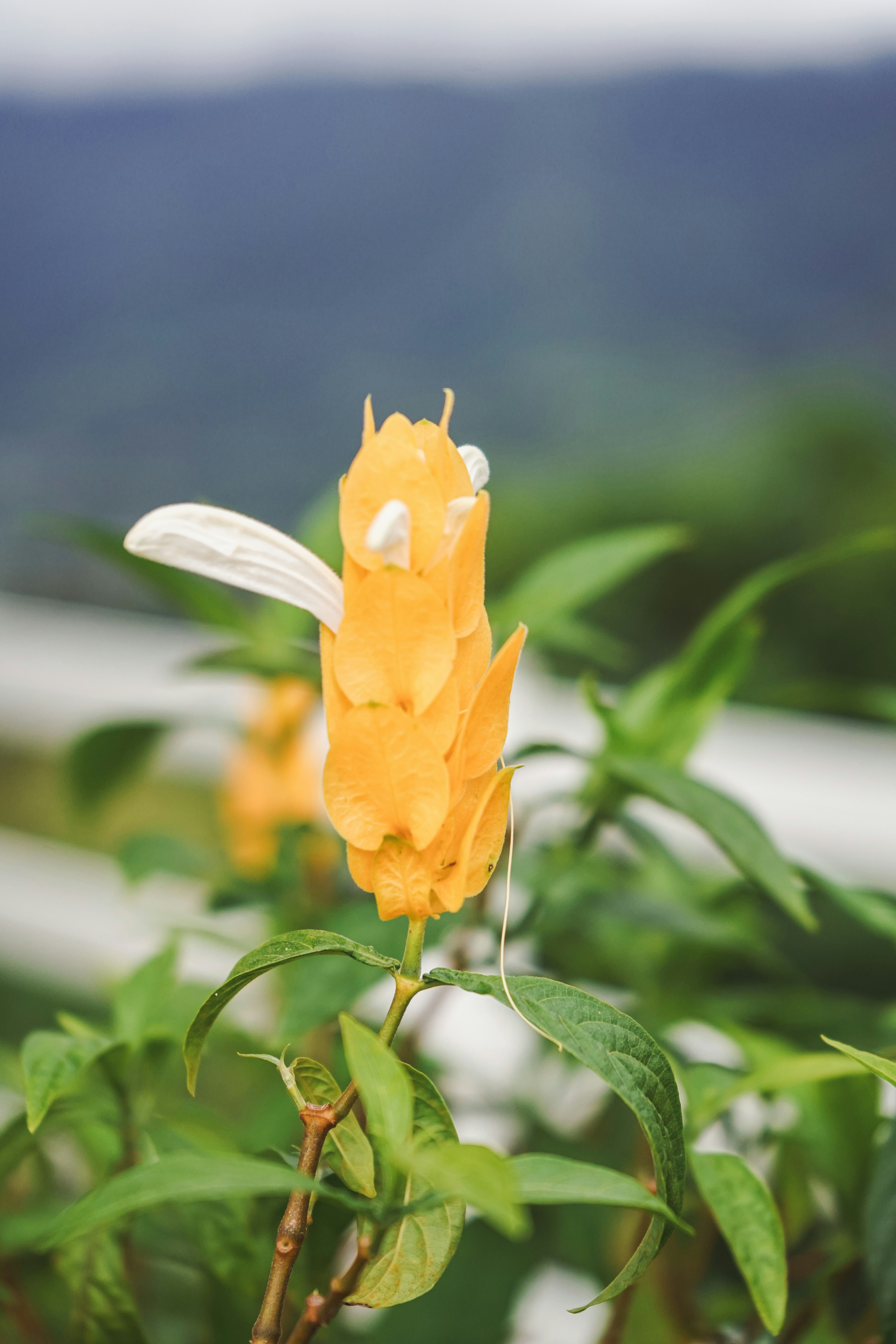 Amber Torch Flower Reaching Toward Mountain Mist