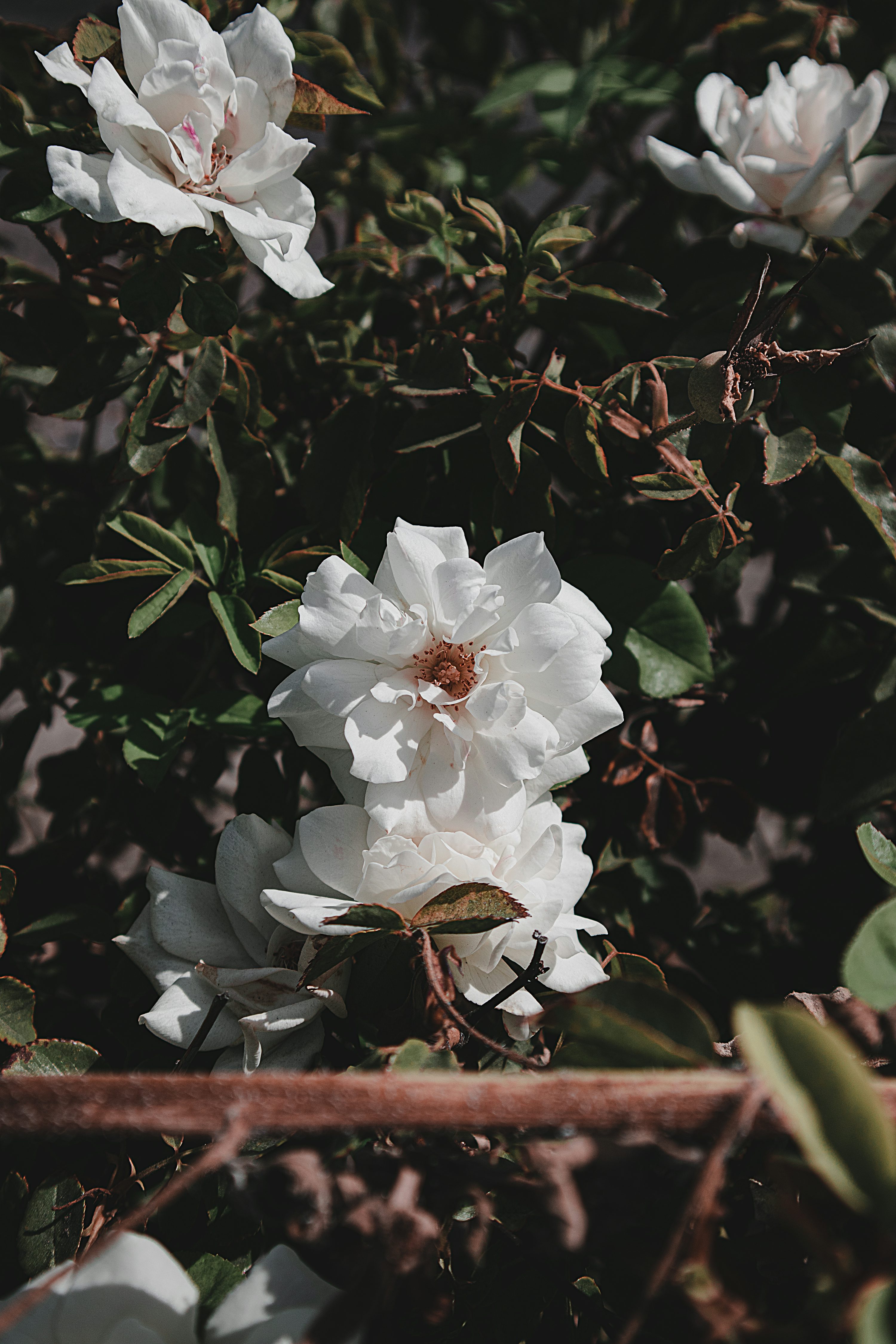 Un bouquet de fleurs blanches dans un buisson photo – Image gratuite de ... Un bouquet de fleurs blanches dans un buisson photo – Image gratuite de ...