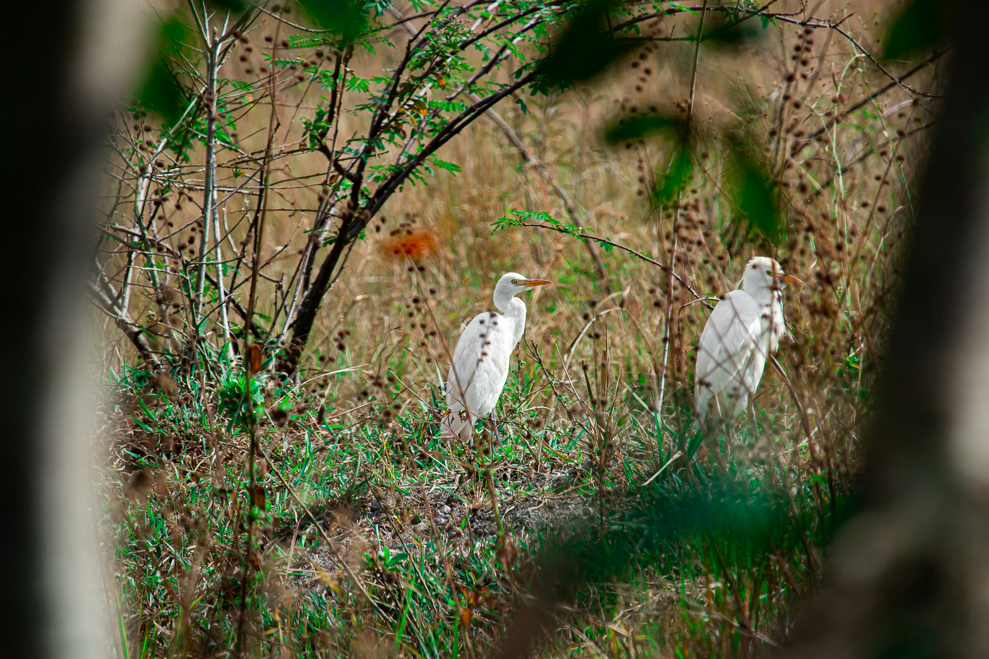 Two white birds stand amidst tall grass and sparse trees.