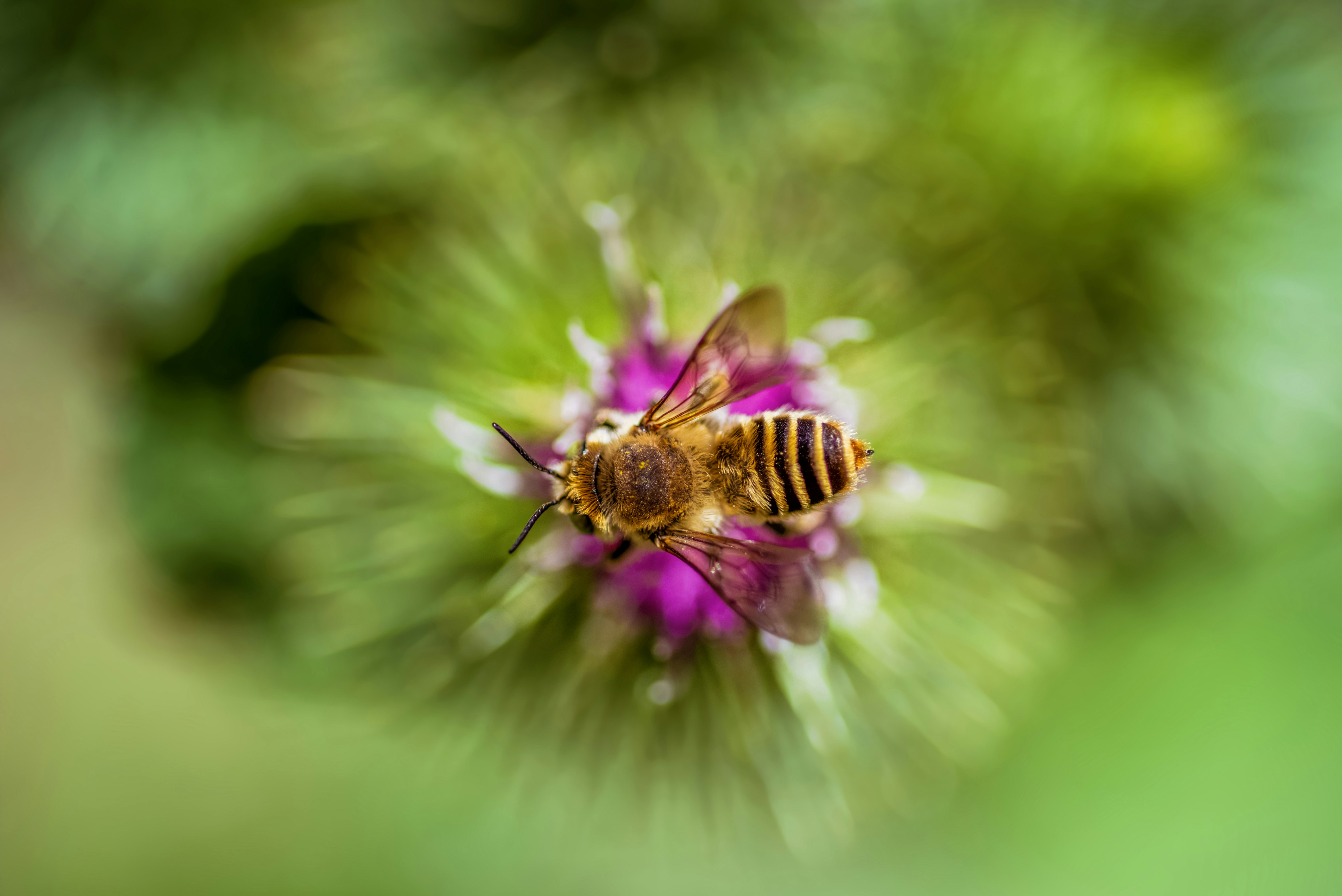 Midair in Bloom: A Honeybee at the Heart of a Purple Petal