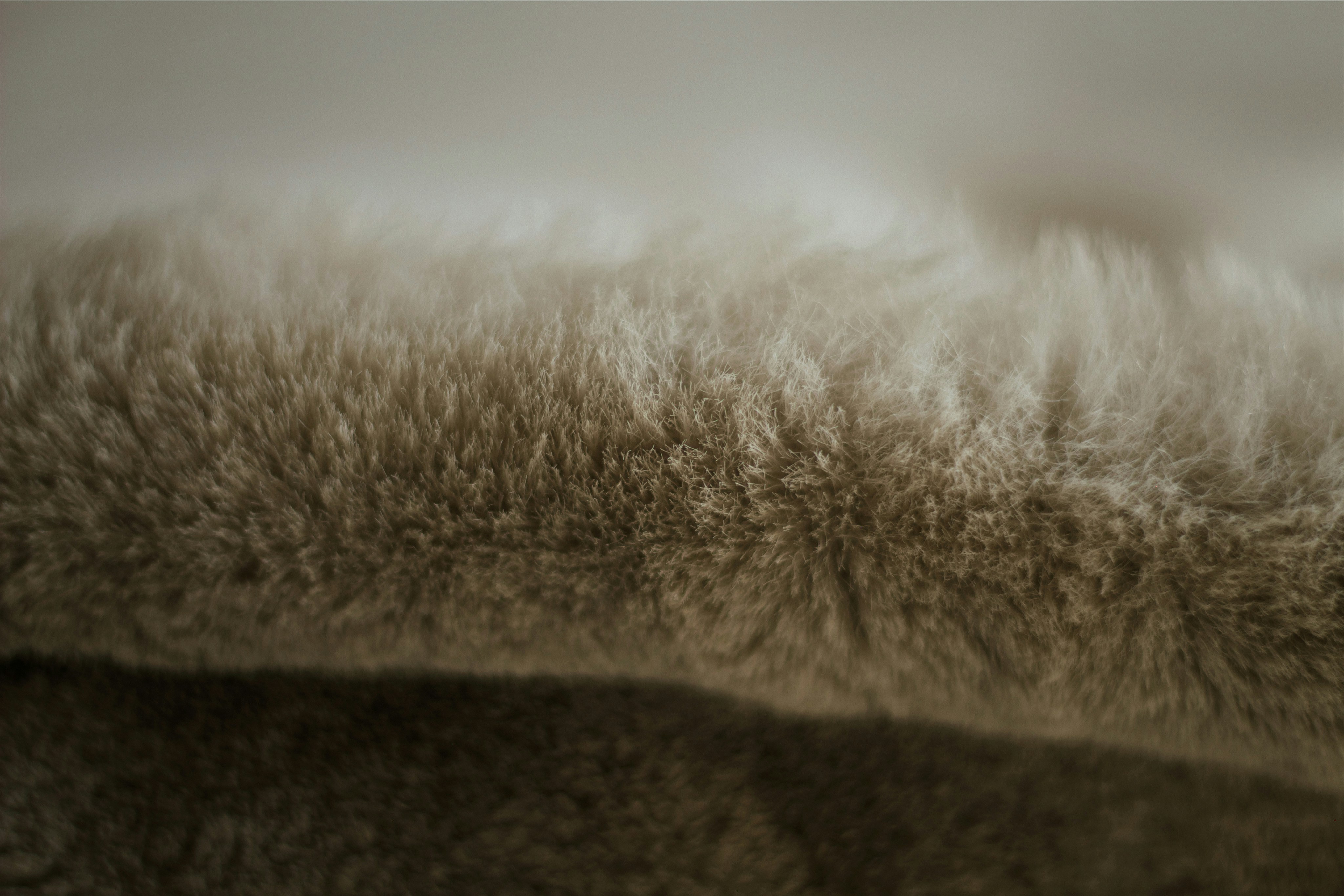 A close up of a furry animal's fur photo – Free Fur Image on Unsplash