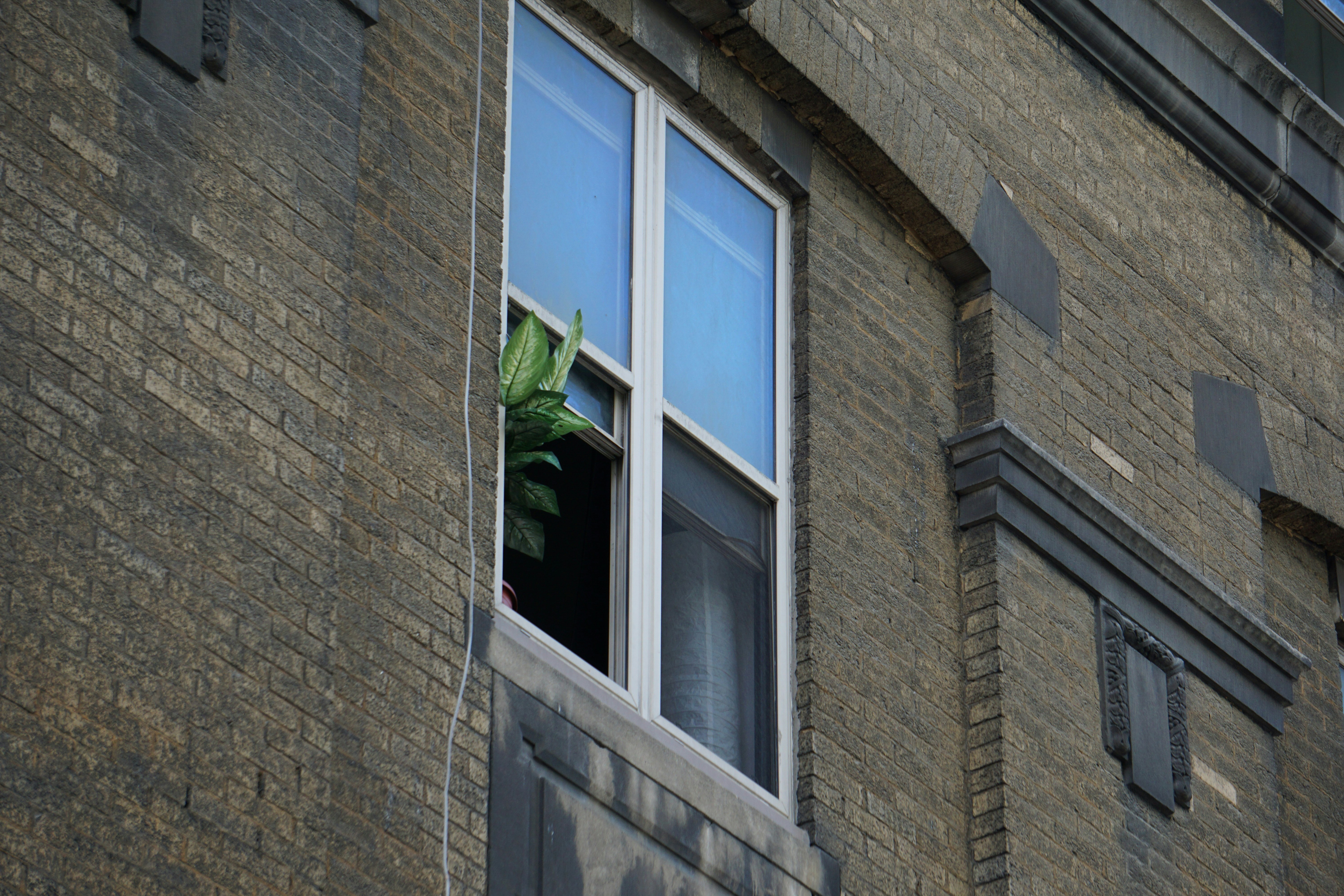 A plant sticking out of a window of a brick building.
