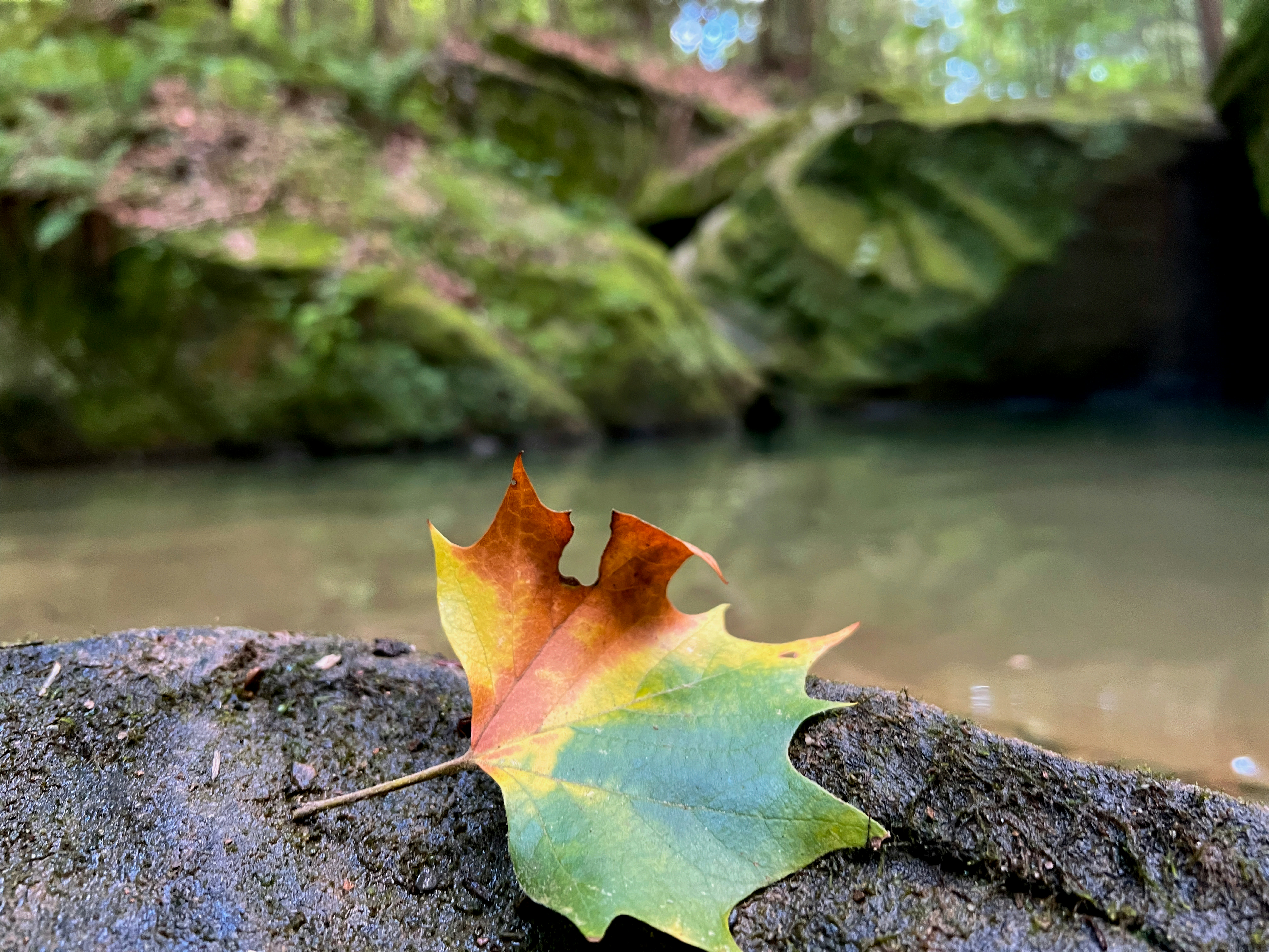 Ryan Thorpe (@tylilo) | Comunidad de fotos de Unsplash