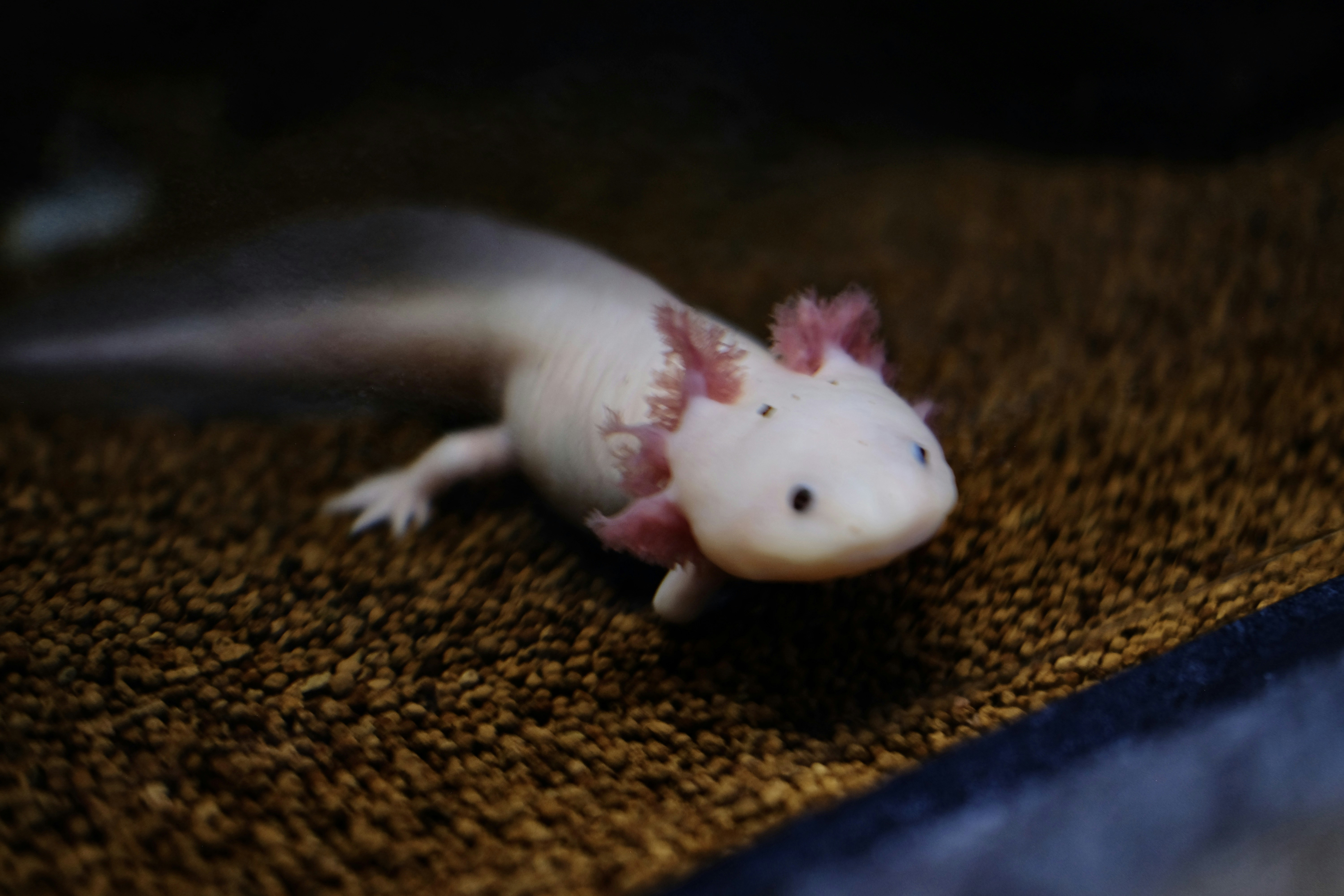 A white gecko laying on a brown carpet photo – Free Japan Image on Unsplash
