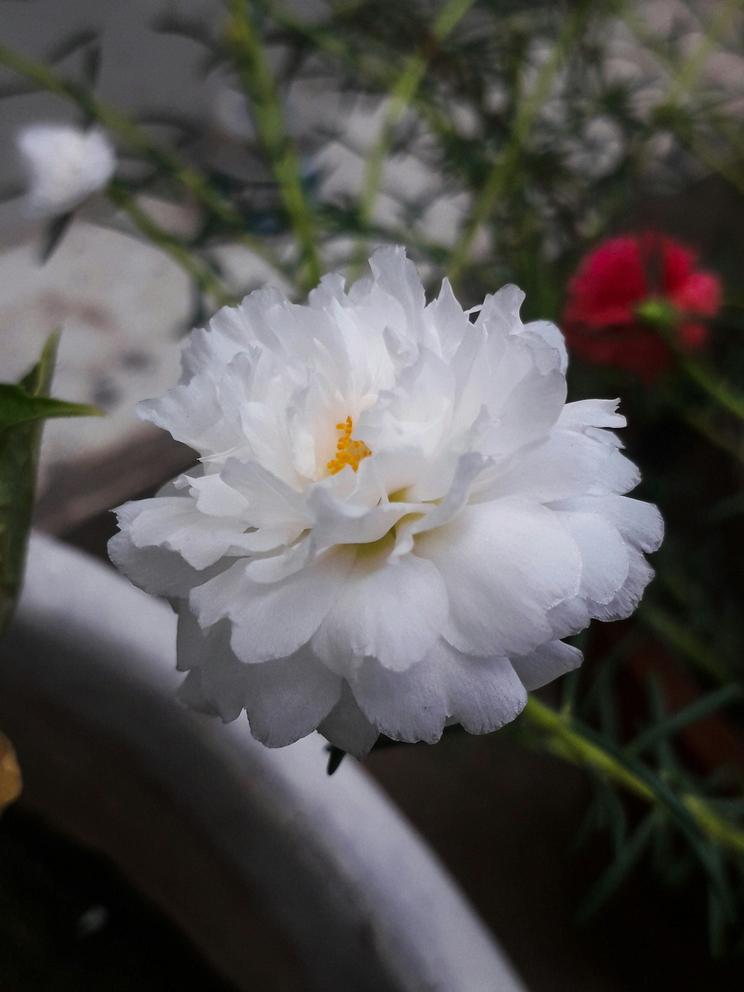 Snow-White Double Bloom in a Quiet Garden Pot