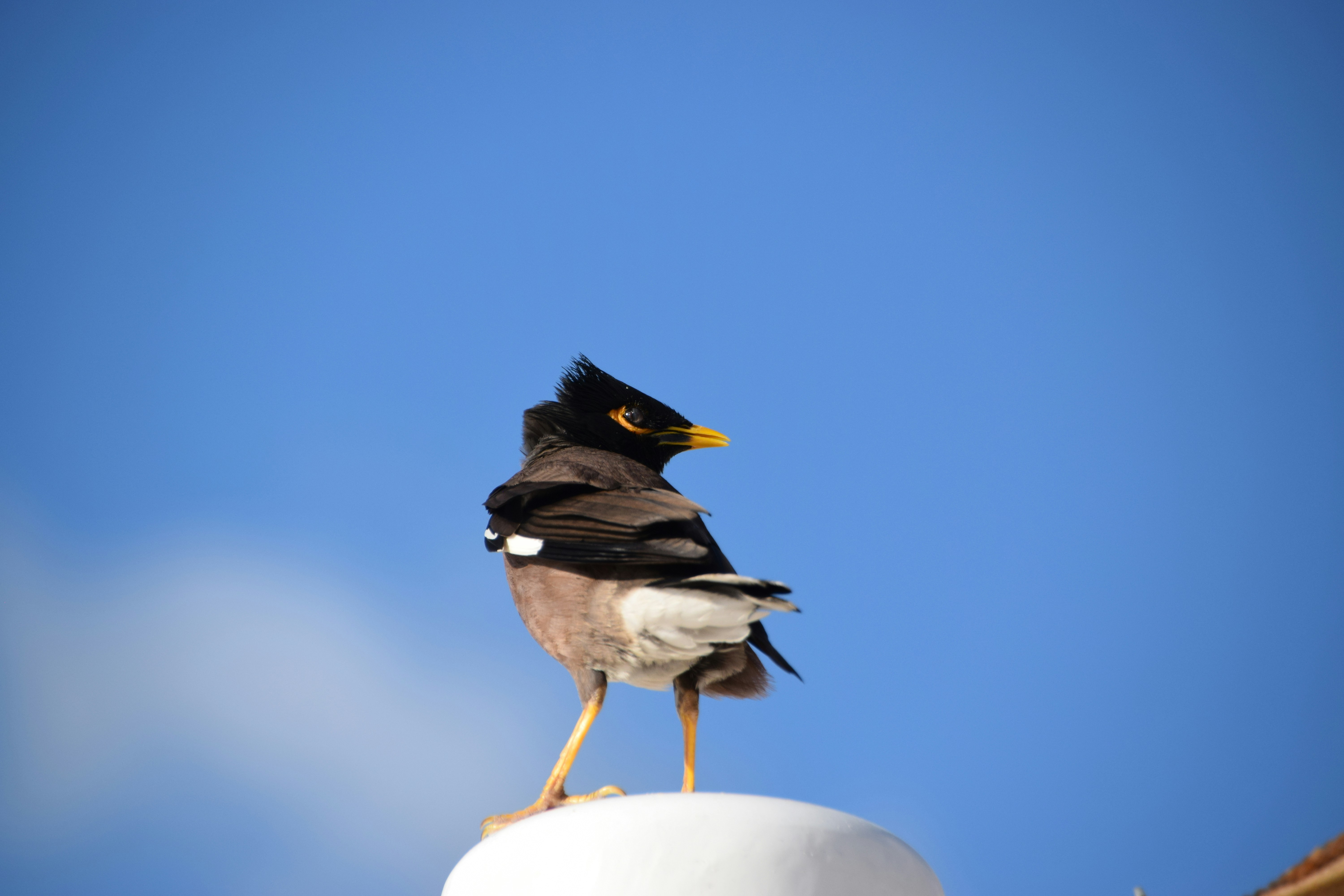 Dome-Top Sentinel: A black-billed bird on a white perch under a cobalt sky