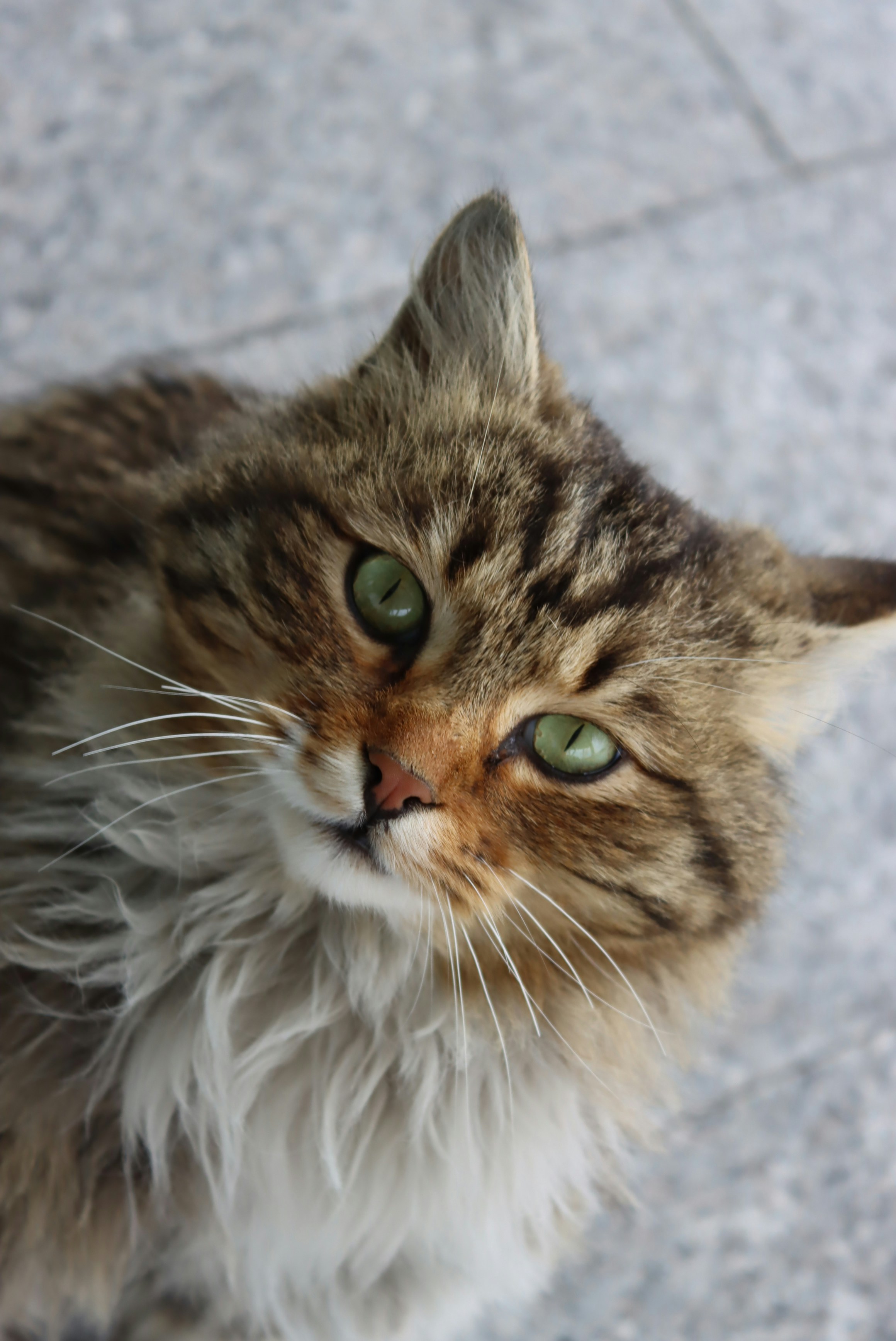 Emerald Gaze in Soft Focus: A Close-Up of a Fluffy Cat