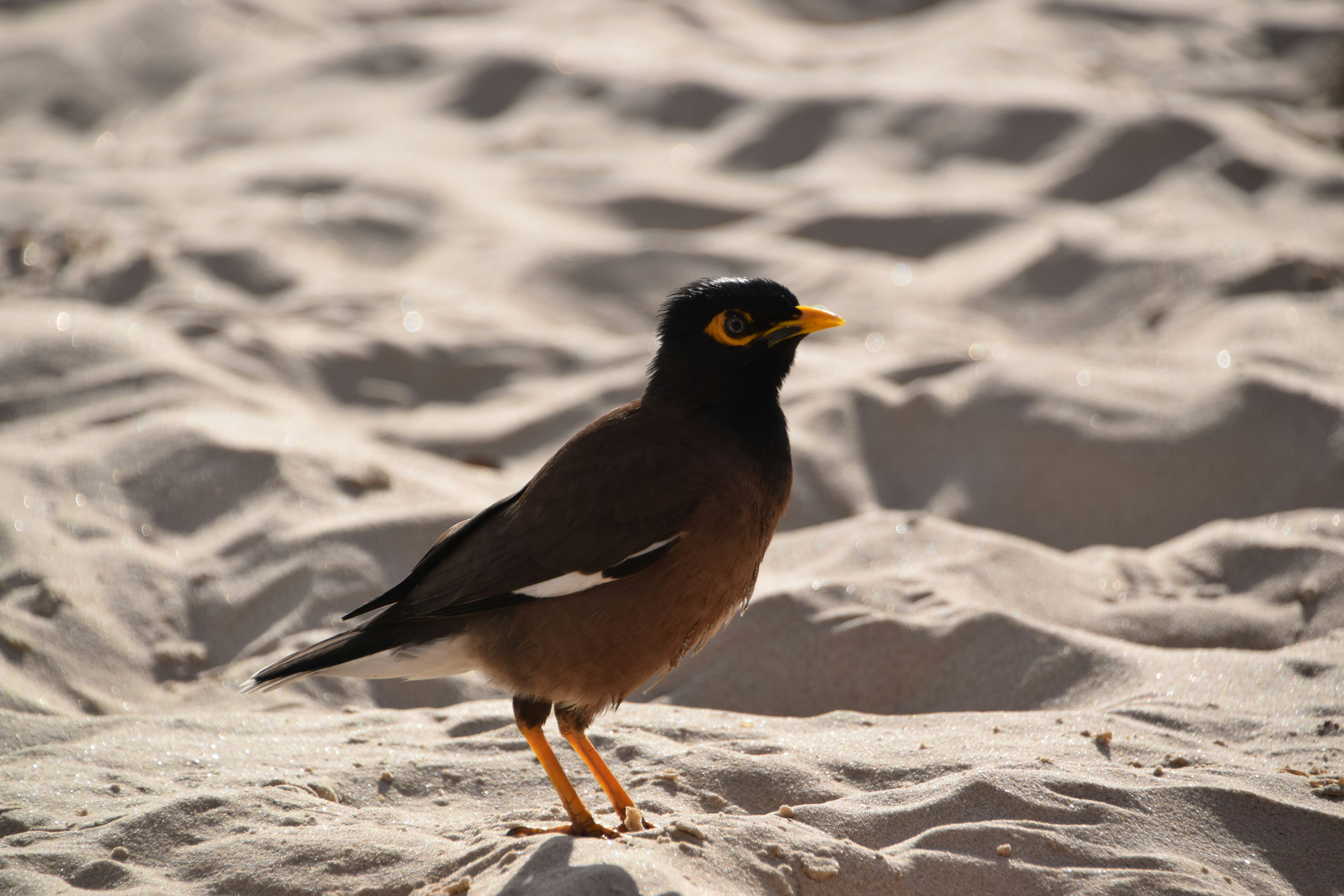 Yam Pictures | Download Free Images on Unsplash