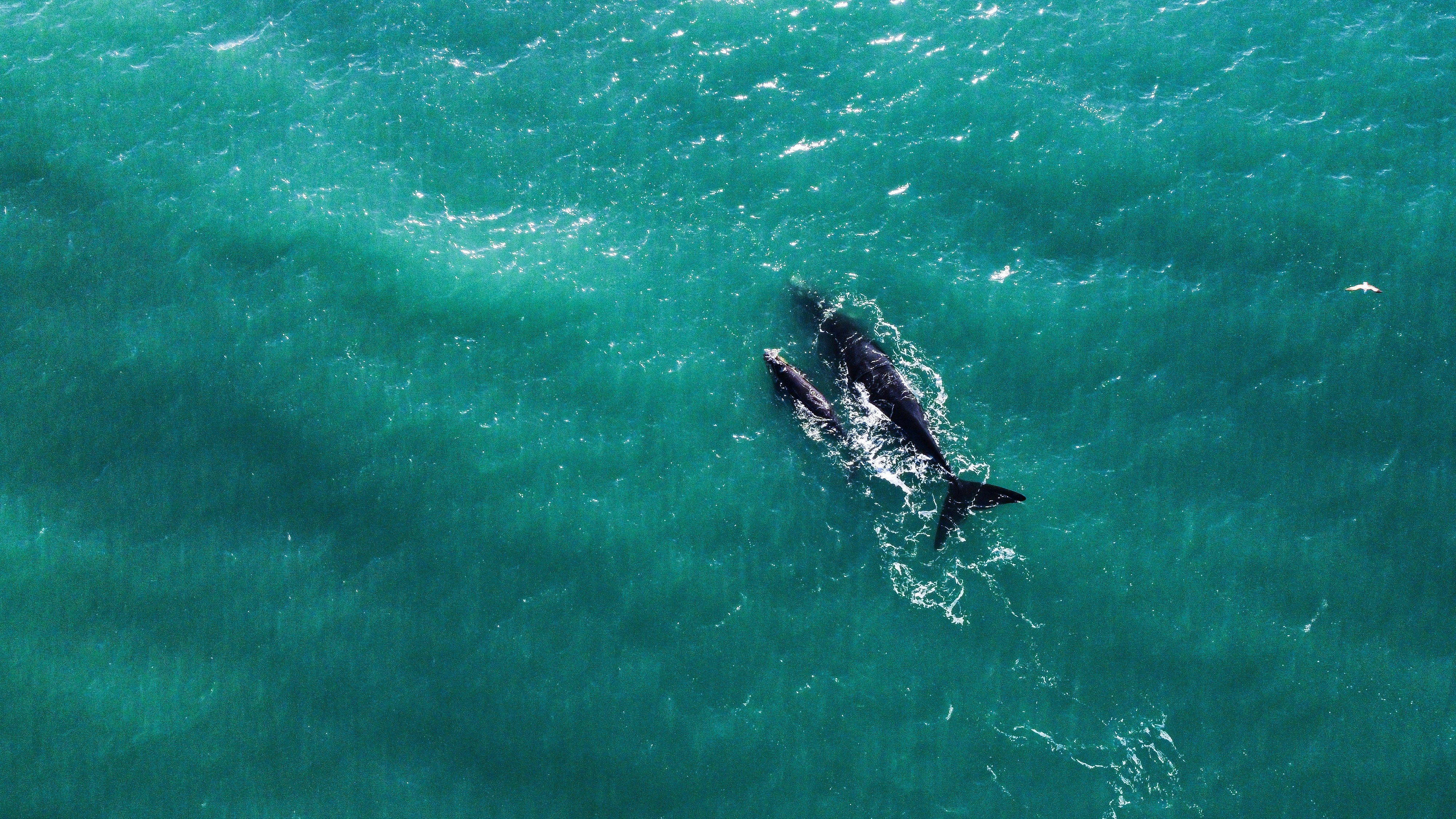 An aerial view of two dolphins swimming in the ocean photo – Free ...